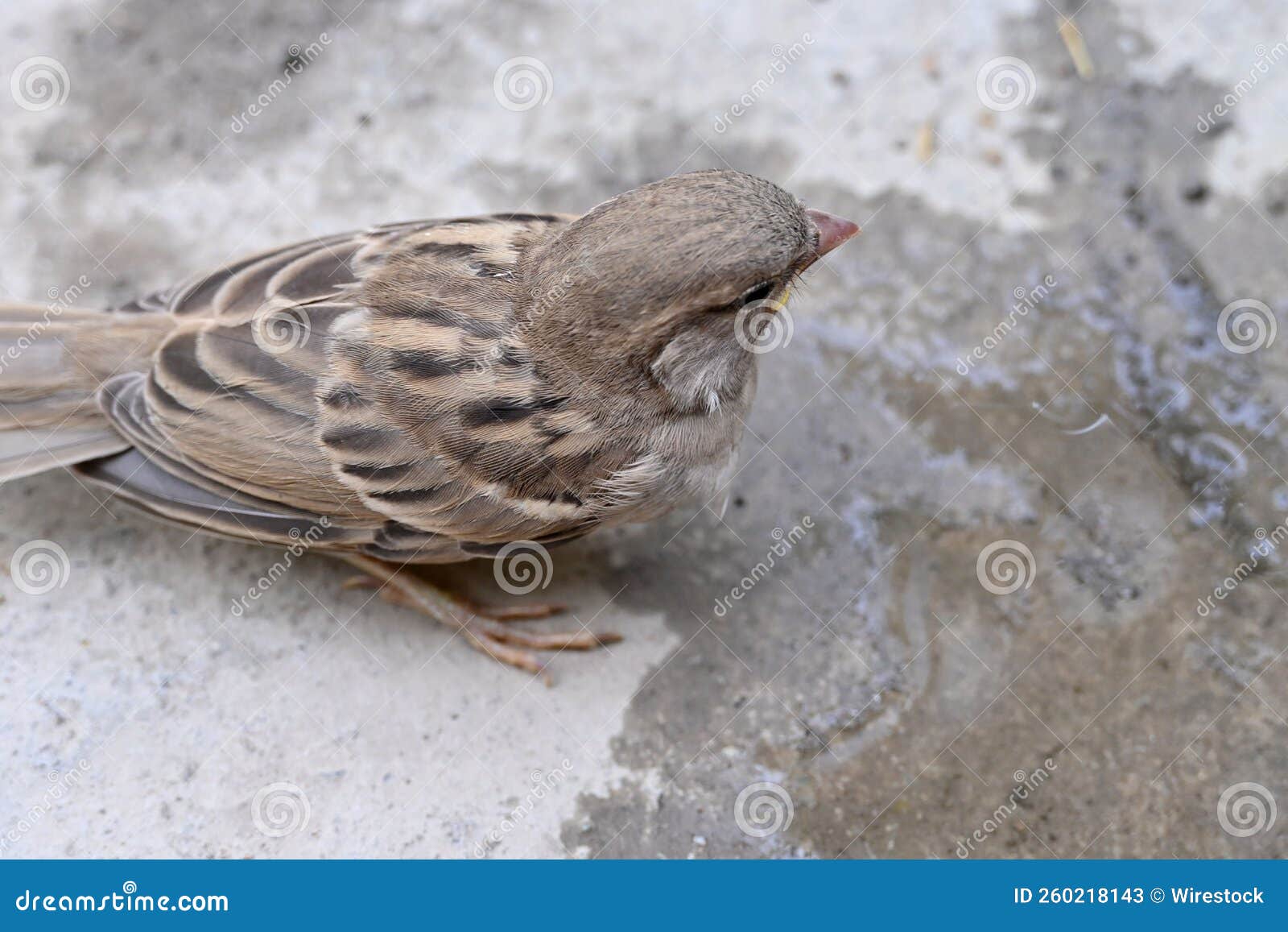 Cute Brown House Sparrow Bird Perched on the Ground Stock Image - Image ...