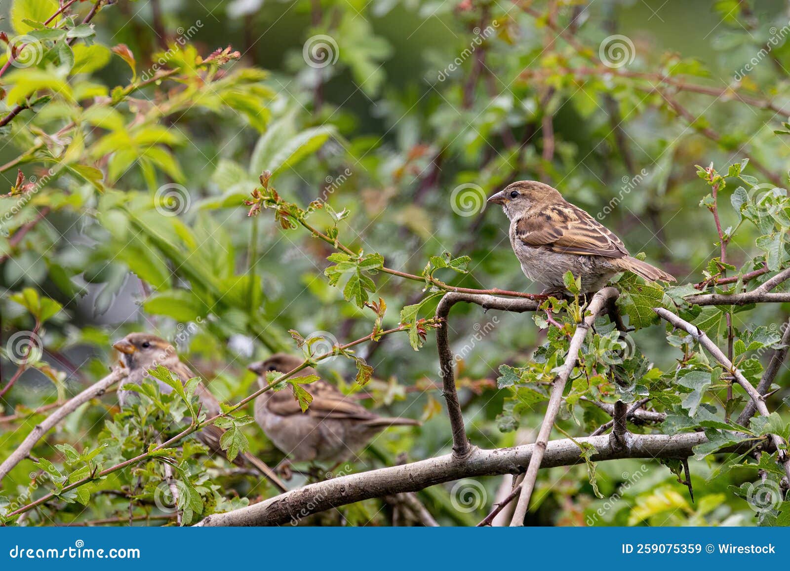 Cute Brown House Sparrow Perched on the Tree Branch Stock Image - Image ...