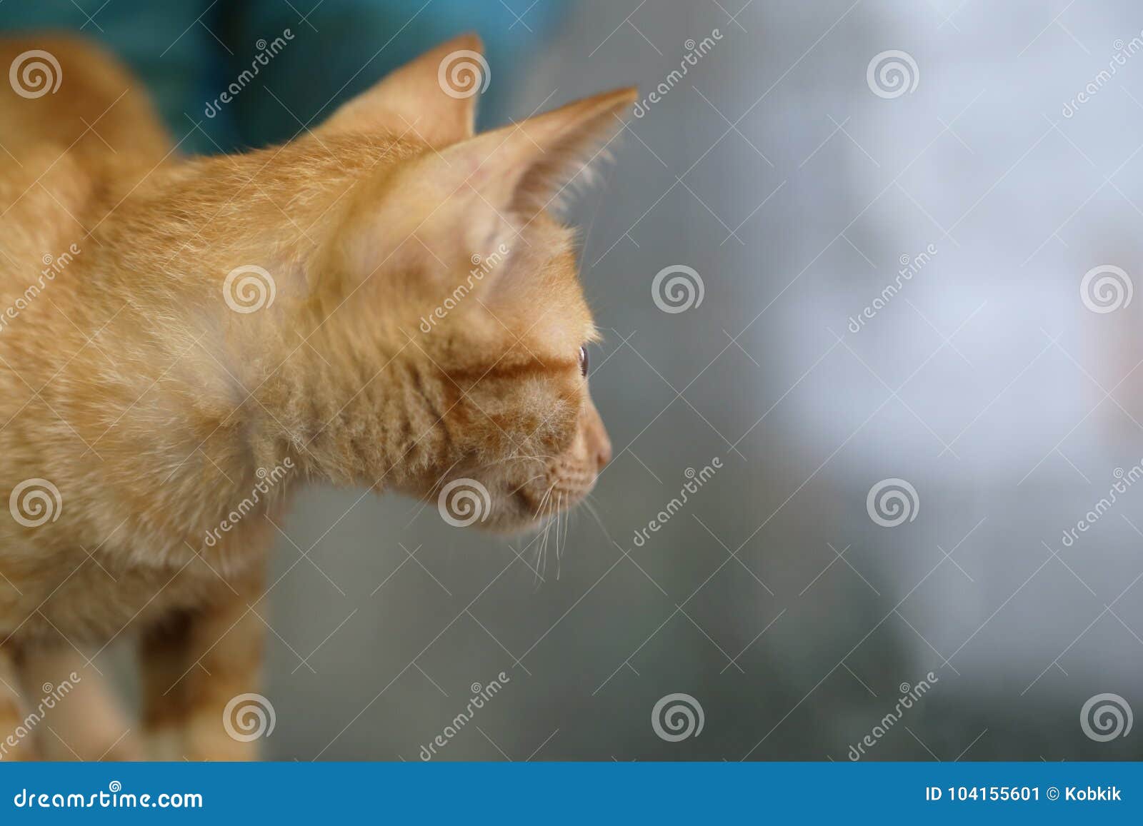 A cute brown kitty. stock image. Image of light, background - 104155601