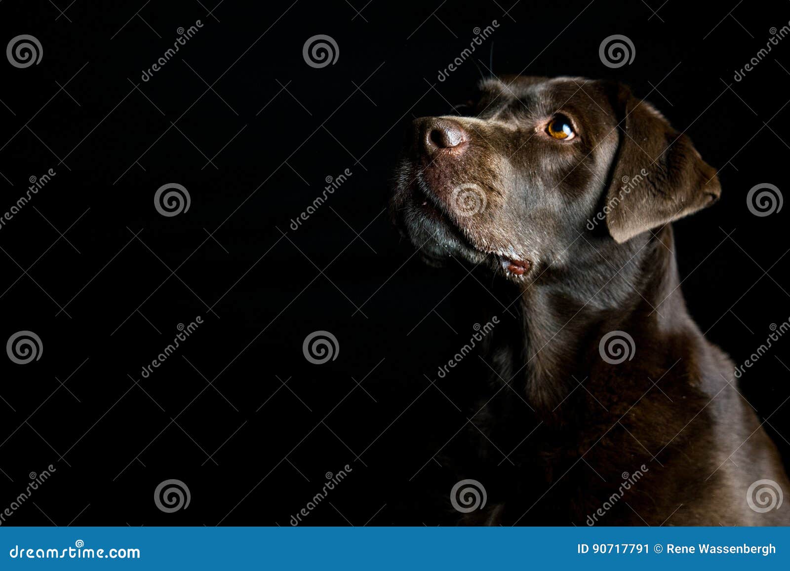 Cute Brown Labrador Looking Up Stock Image - Image of canine, looking ...
