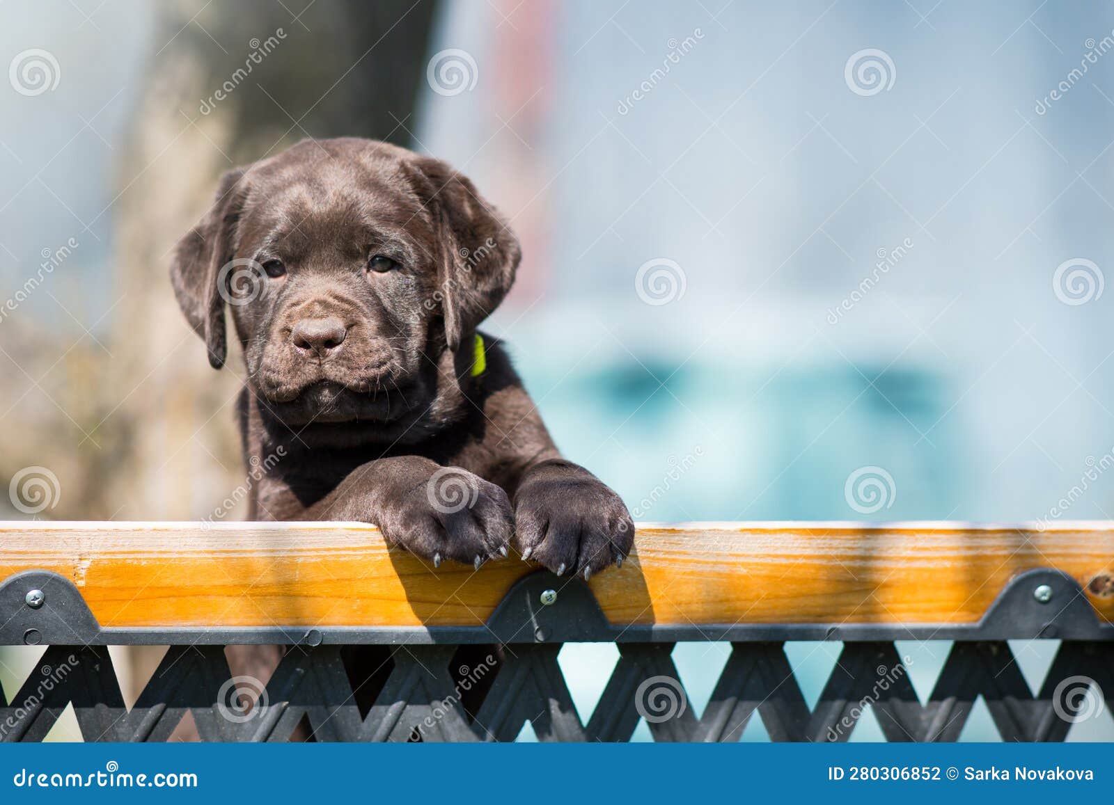 Cute Brown Labrador Retriever Puppy Standing in the Bench Stock Photo ...