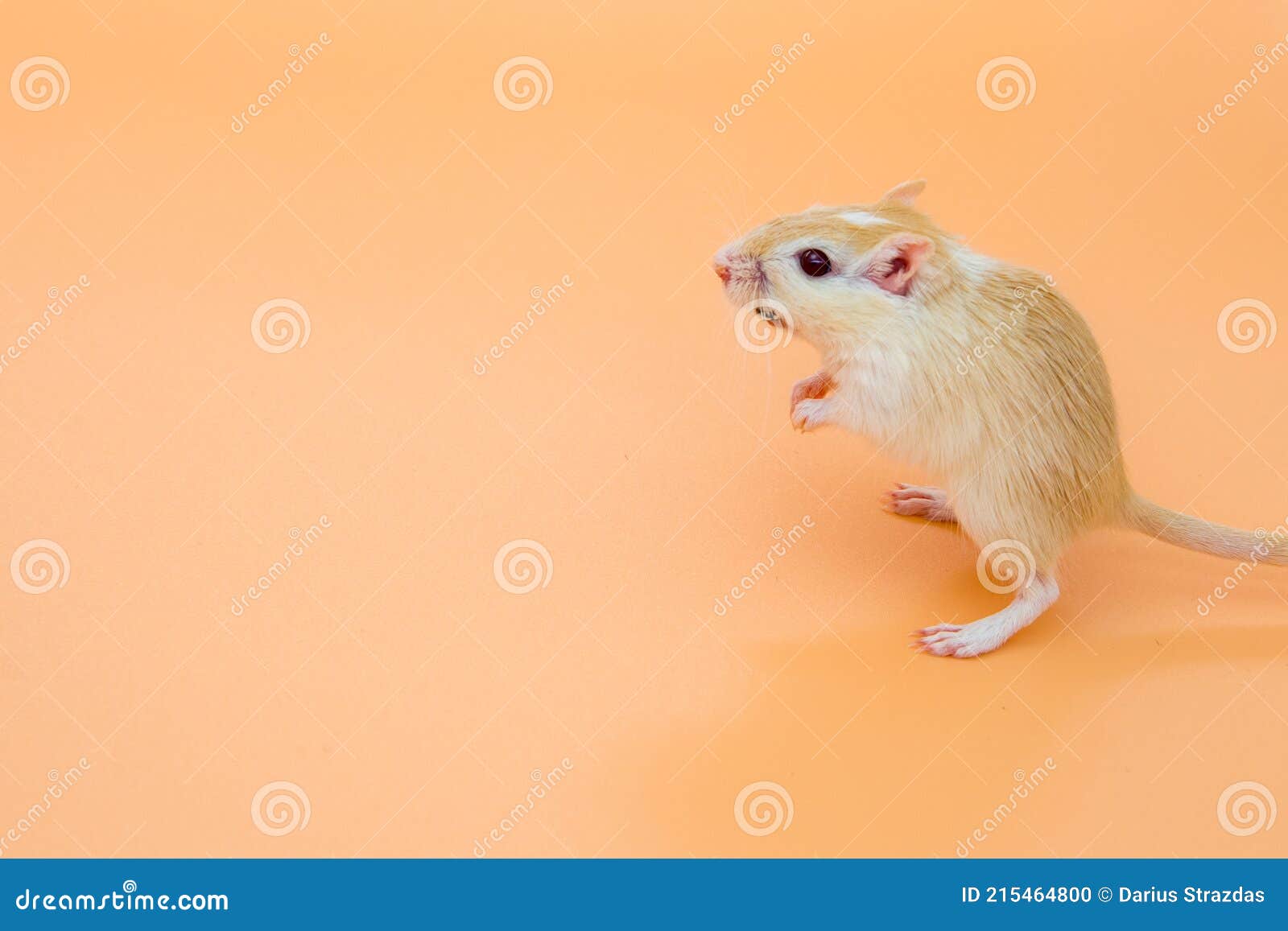 Cute brown mouse stock photo. Image of gerbillinae, pets - 215464800