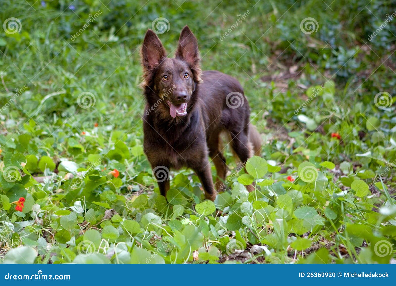 Cute brown mutt smiling stock photo. Image of beautiful - 26360920