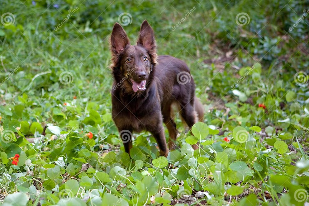 Cute brown mutt smiling stock photo. Image of beautiful - 26360920