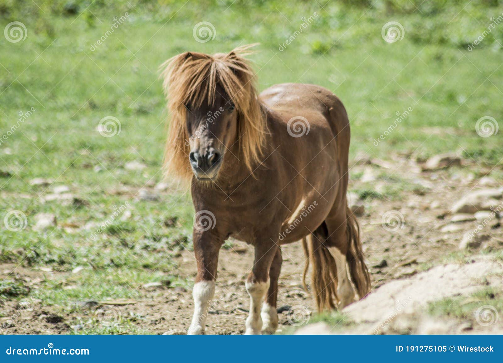 Cute Brown Pony Running in the Farm during Daytime Stock Image - Image ...