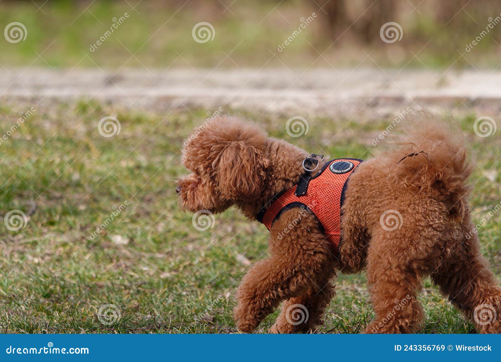 Cute Brown Poodle Walking on a Field. Stock Image - Image of nature ...