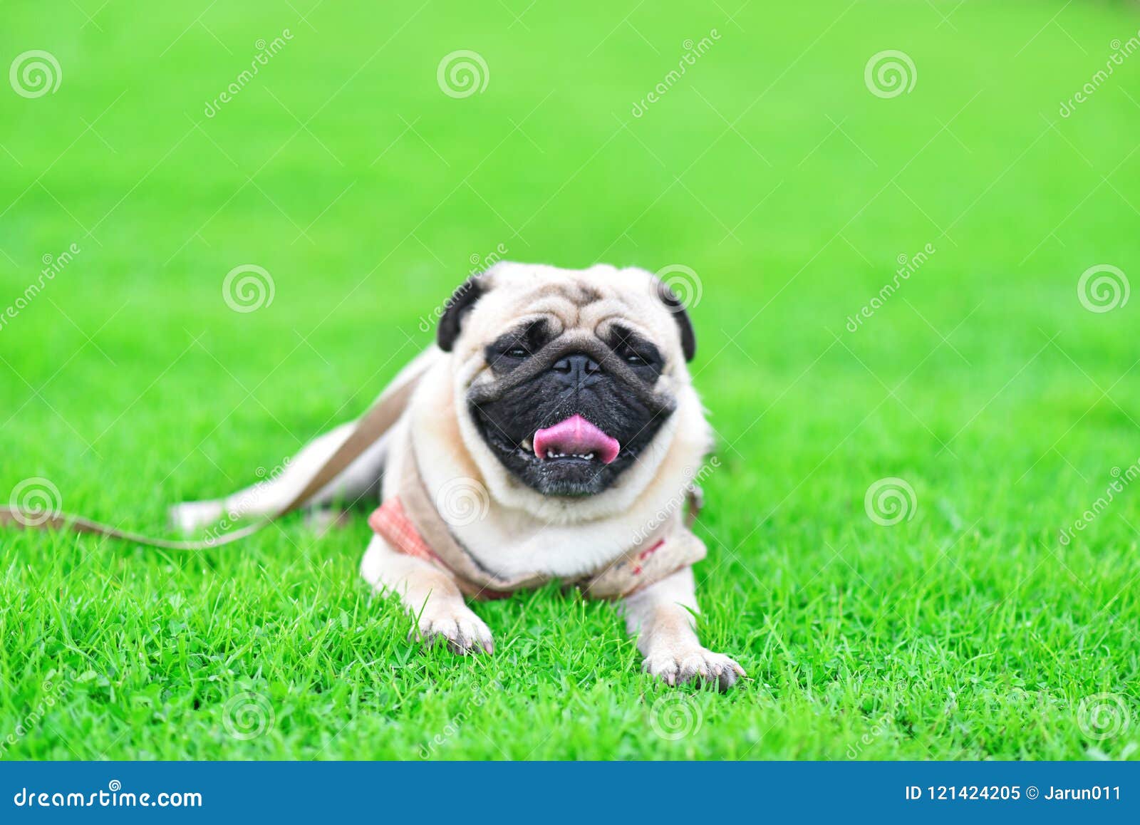 Cute brown Pug in garden stock image. Image of garden - 121424205