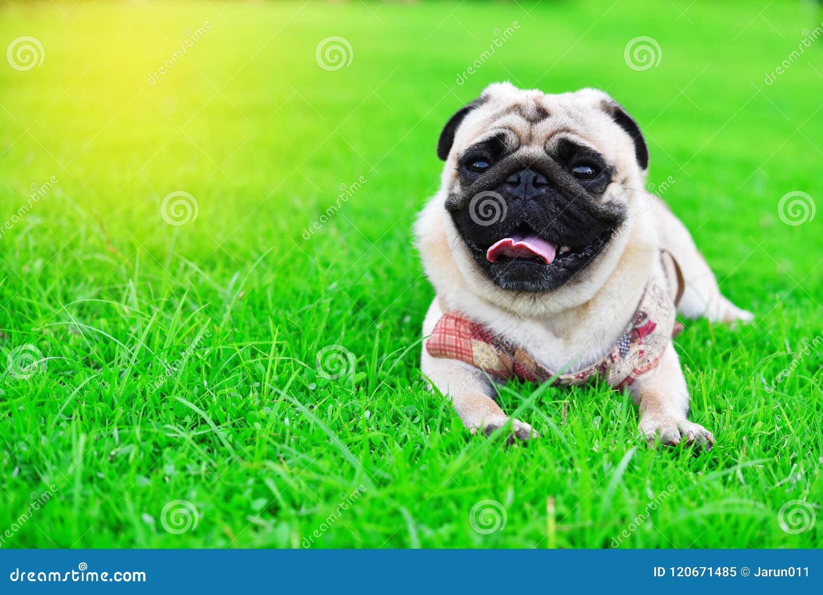 Cute brown Pug in garden stock image. Image of green - 120671485
