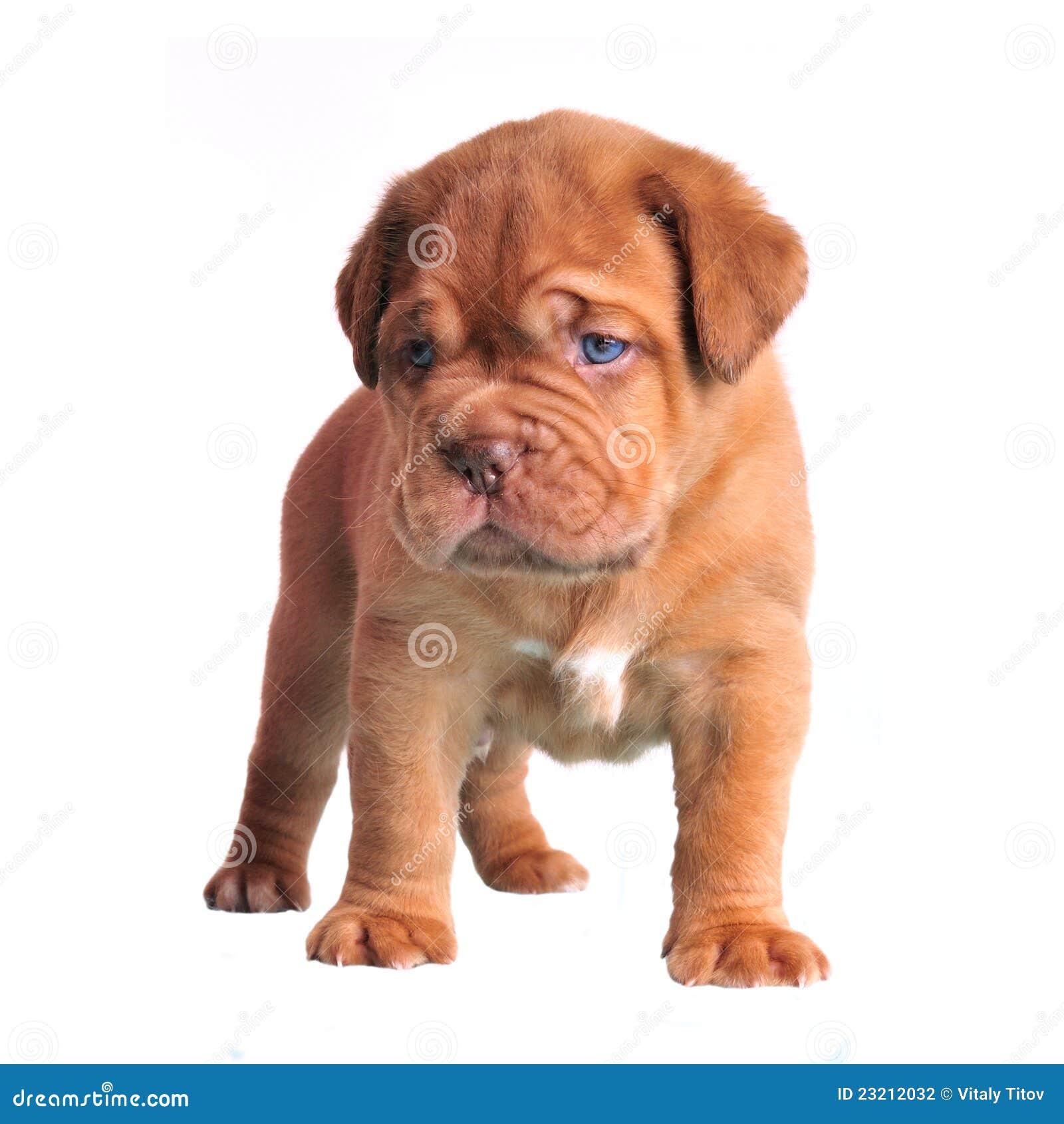 Cute brown puppy stock photo. Image of background, funny - 23212032