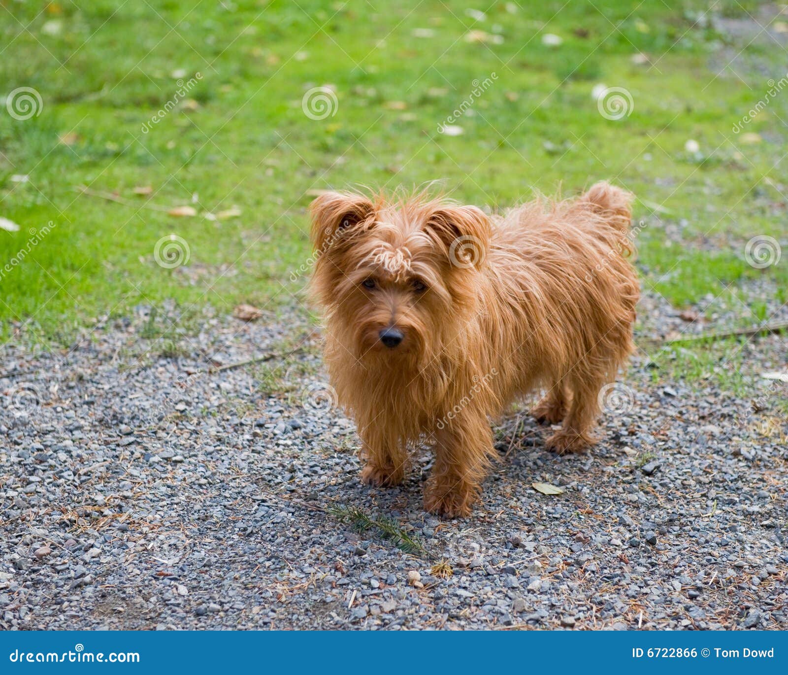 Cute Brown Puppy stock photo. Image of domestic, little - 6722866