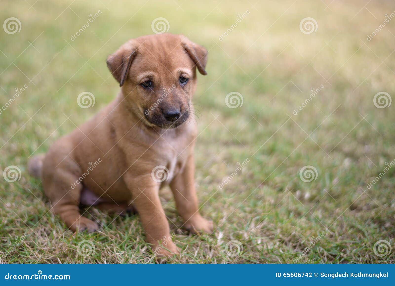 Cute brown puppy stock photo. Image of outdoors, copyspace - 65606742