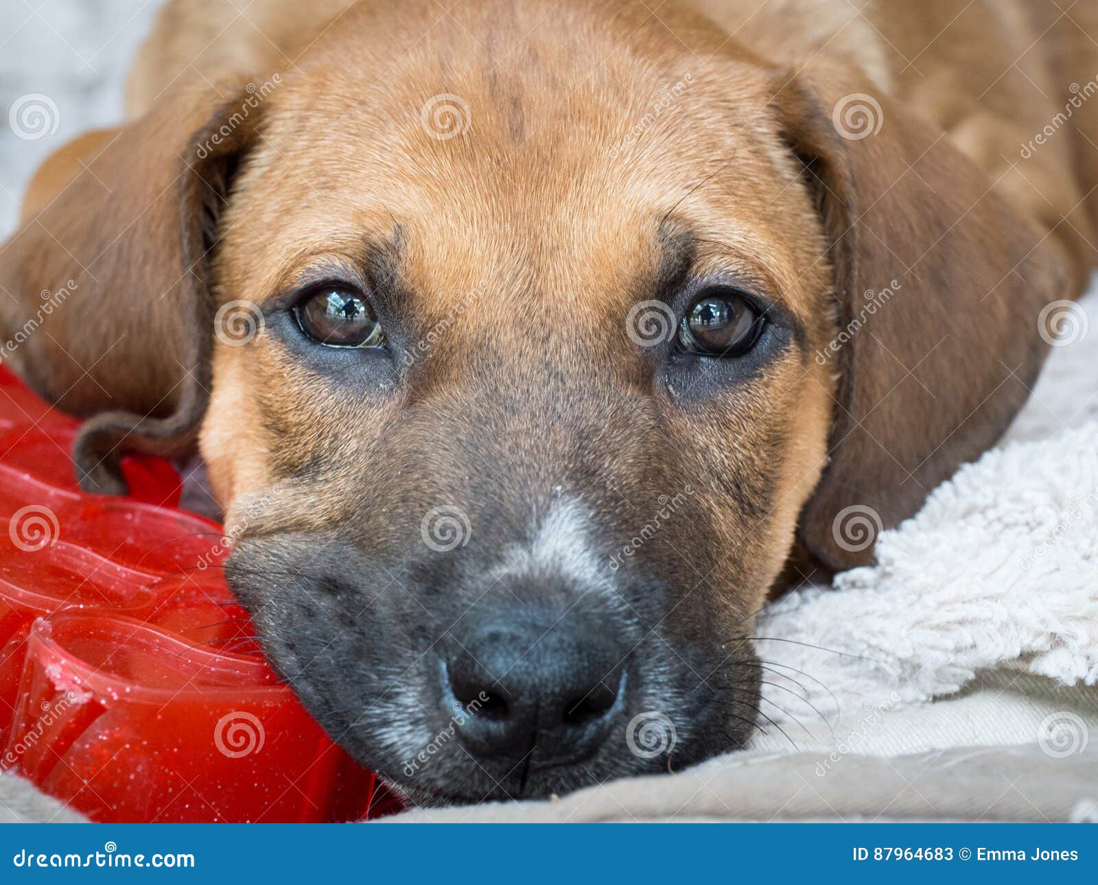 Cute brown puppy dog stock image. Image of happy, beautiful - 87964683