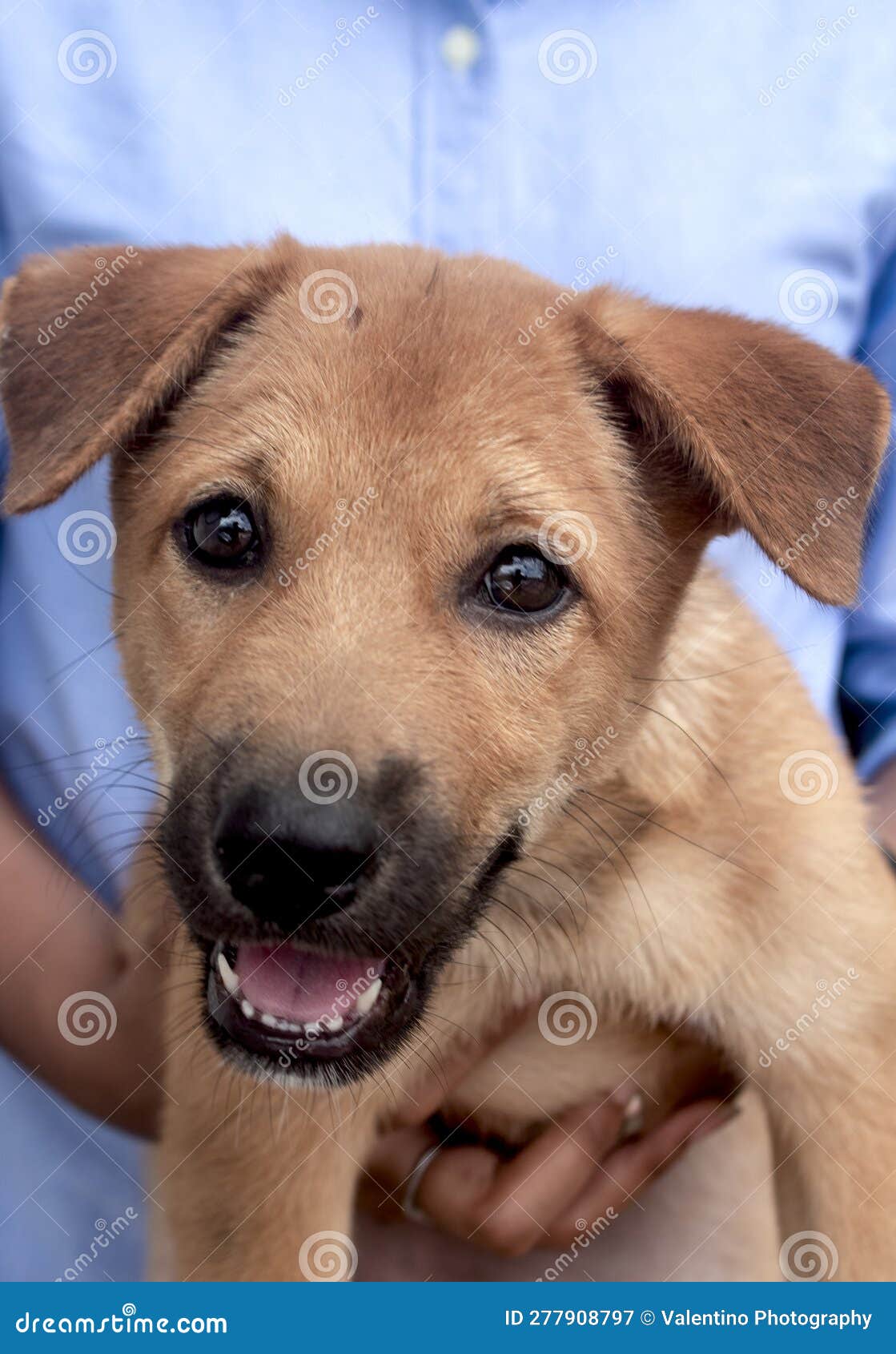 Cute Brown Puppy Face Looking at the Camera Stock Image - Image of face ...