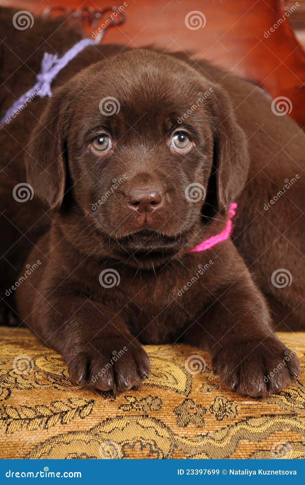 Cute brown puppy portrait stock image. Image of little - 23397699