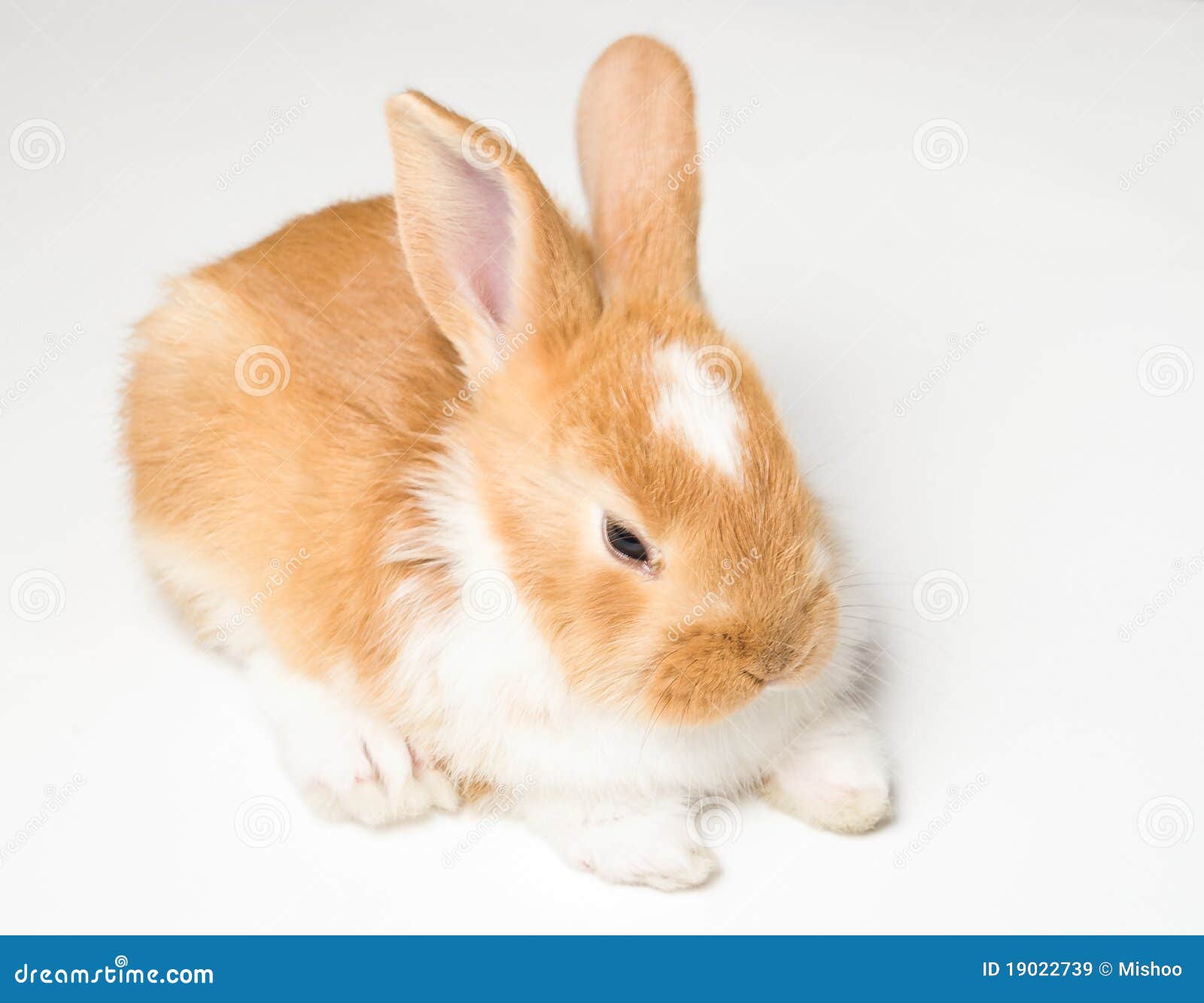 Cute brown rabbit stock image. Image of easter, baby - 19022739