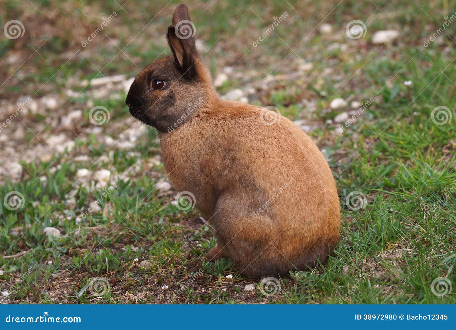 Cute brown rabbit in grass stock photo. Image of green - 38972980