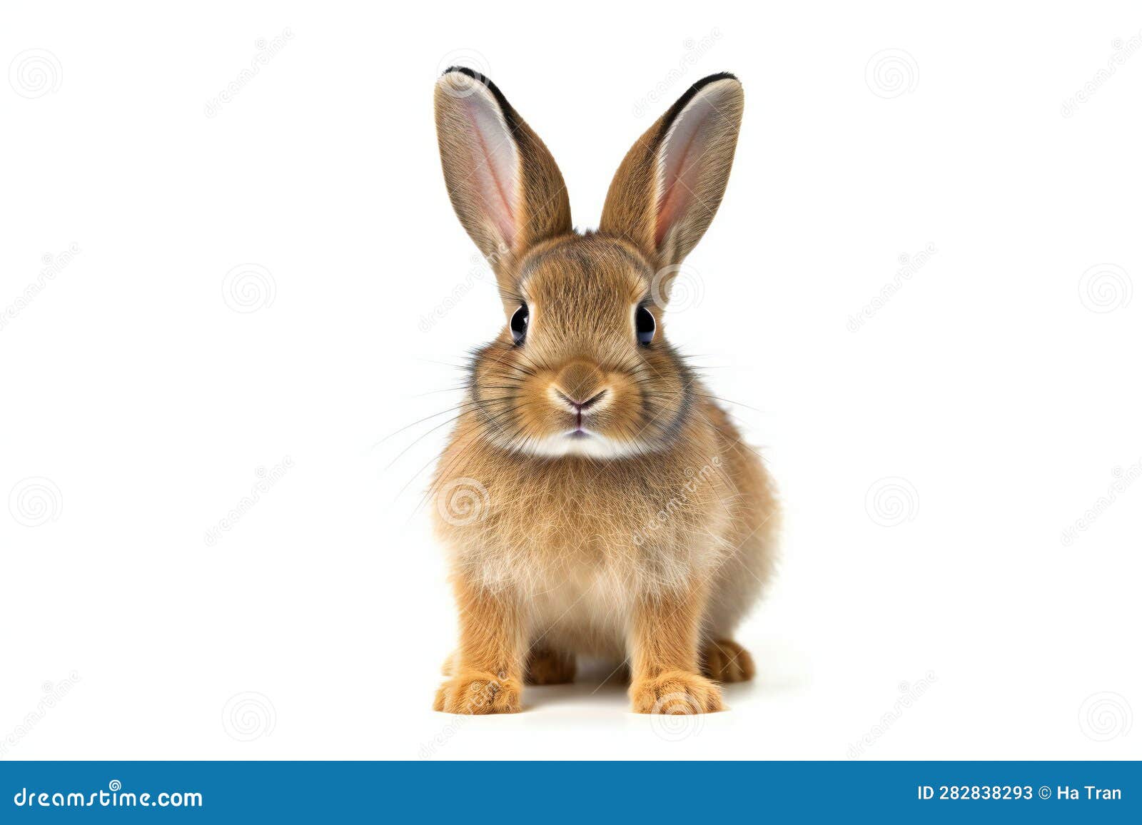 Cute Brown Rabbit Isolated on White Background , Easter Bunny Stock ...