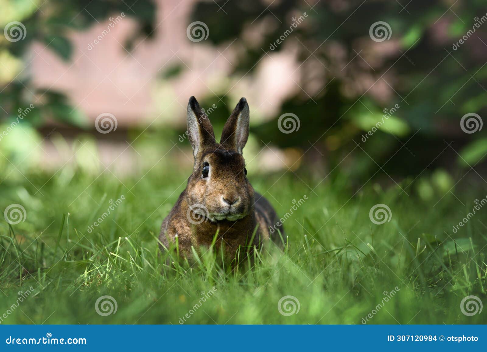 Cute Brown Rabbit Posing on Green Grass Outdoors in Summer Stock Photo ...