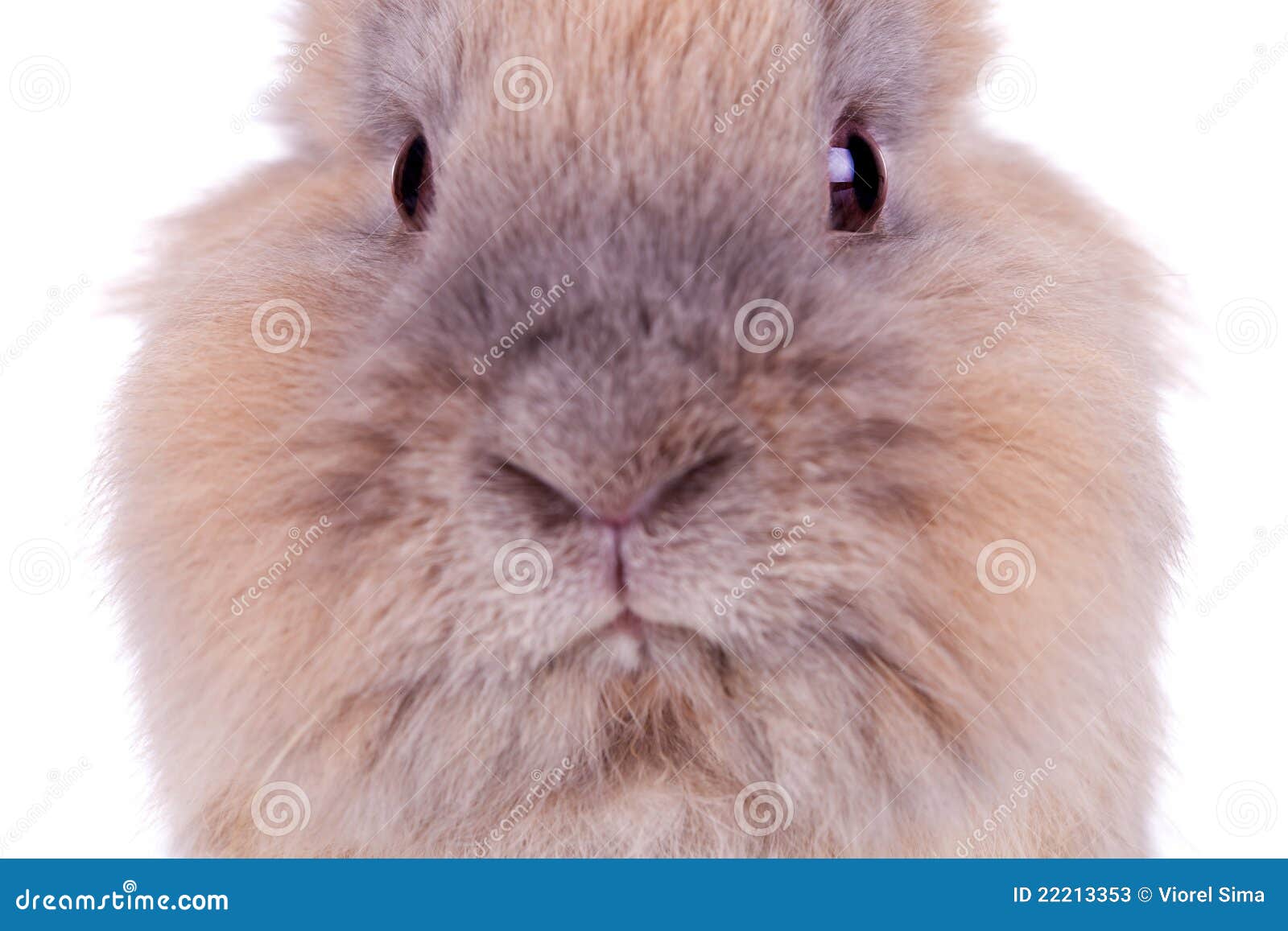 Cute brown rabbit s head stock image. Image of friendly - 22213353