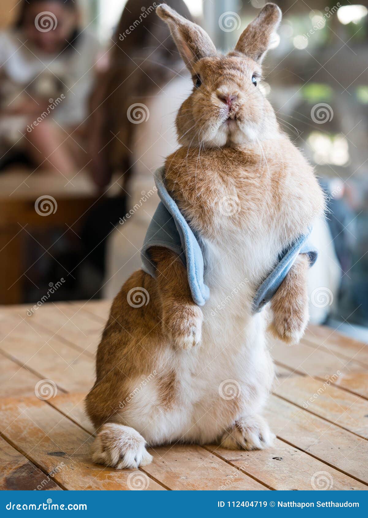 Cute Brown Rabbit Show in Cafe Stock Image - Image of pretty, little ...