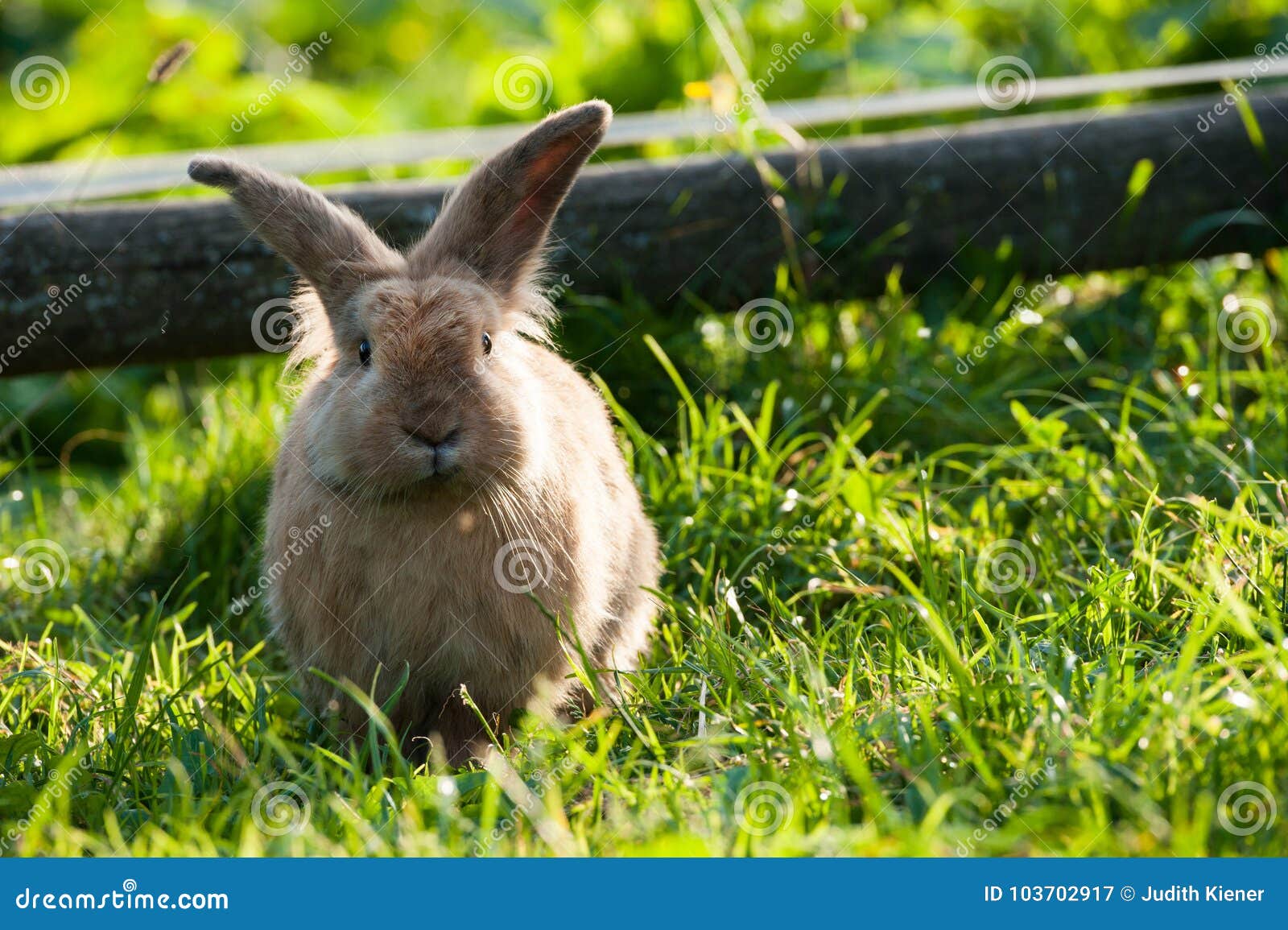 Cute rabbit in a meadow stock image. Image of easter - 103702917