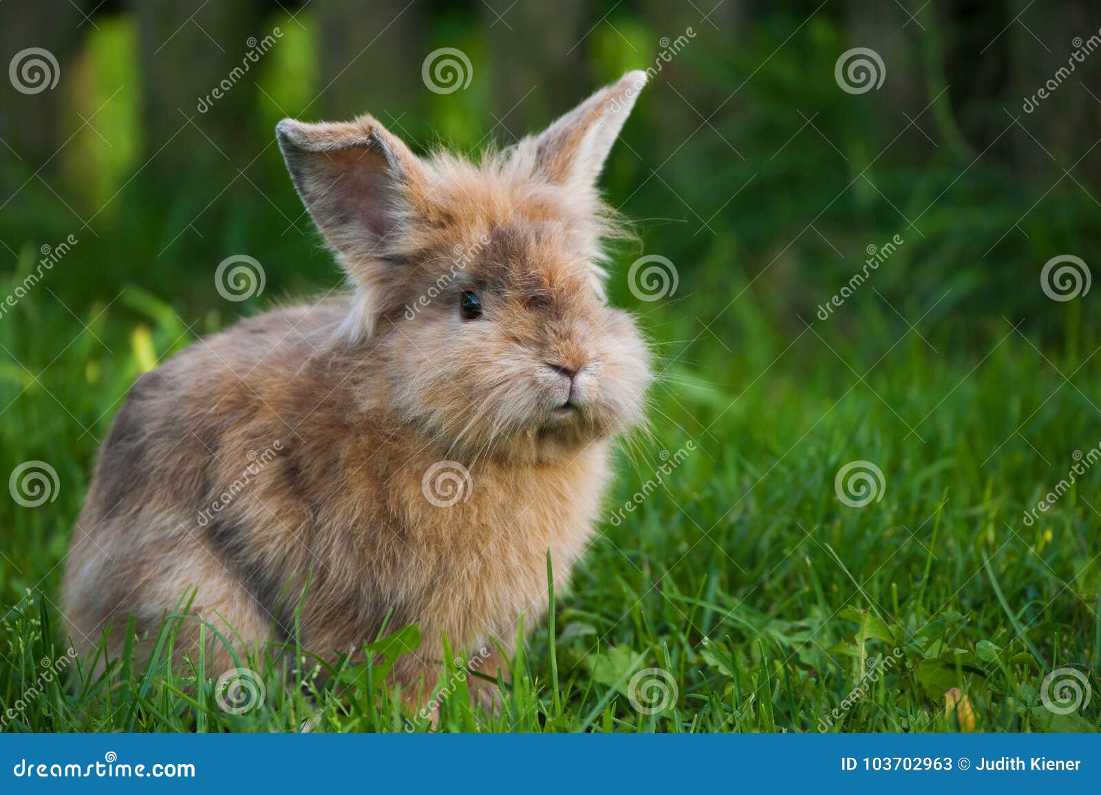 Cute rabbit in a meadow stock image. Image of copy, sunny - 103702963
