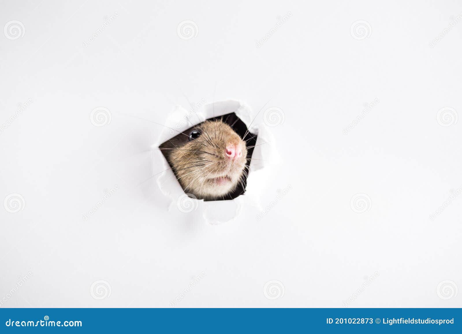 Cute and Brown Rat Looking through Stock Image - Image of celebration ...