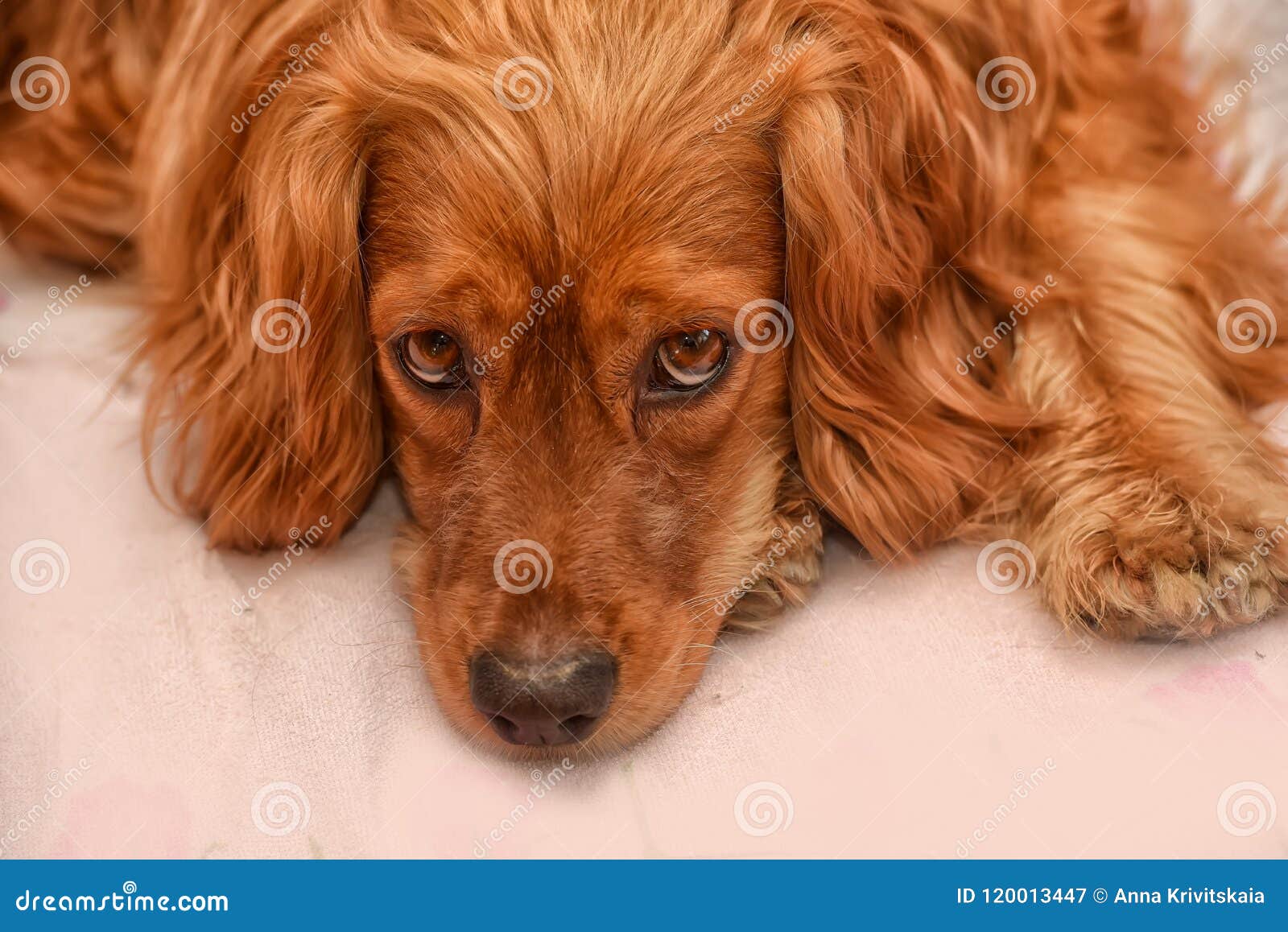 Ginger spaniel portrait stock image. Image of family - 120013447