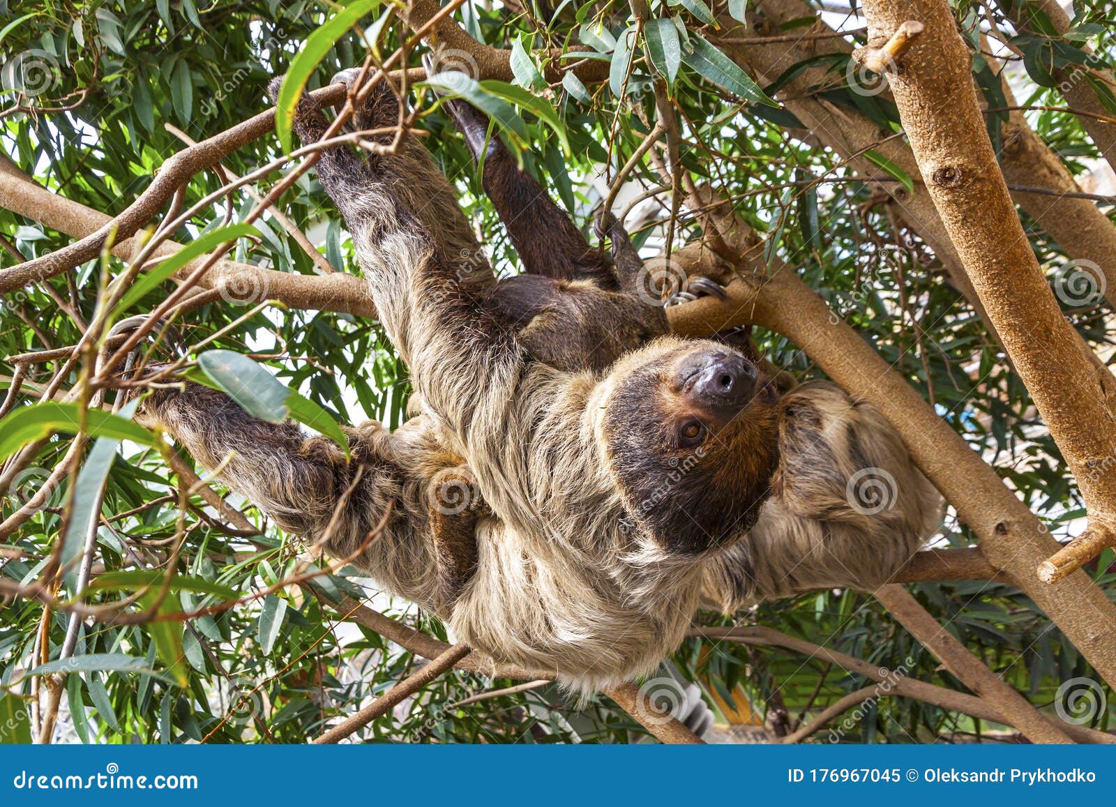 Cute Brown-throated Sloth Crawling on a Tree Stock Image - Image of ...