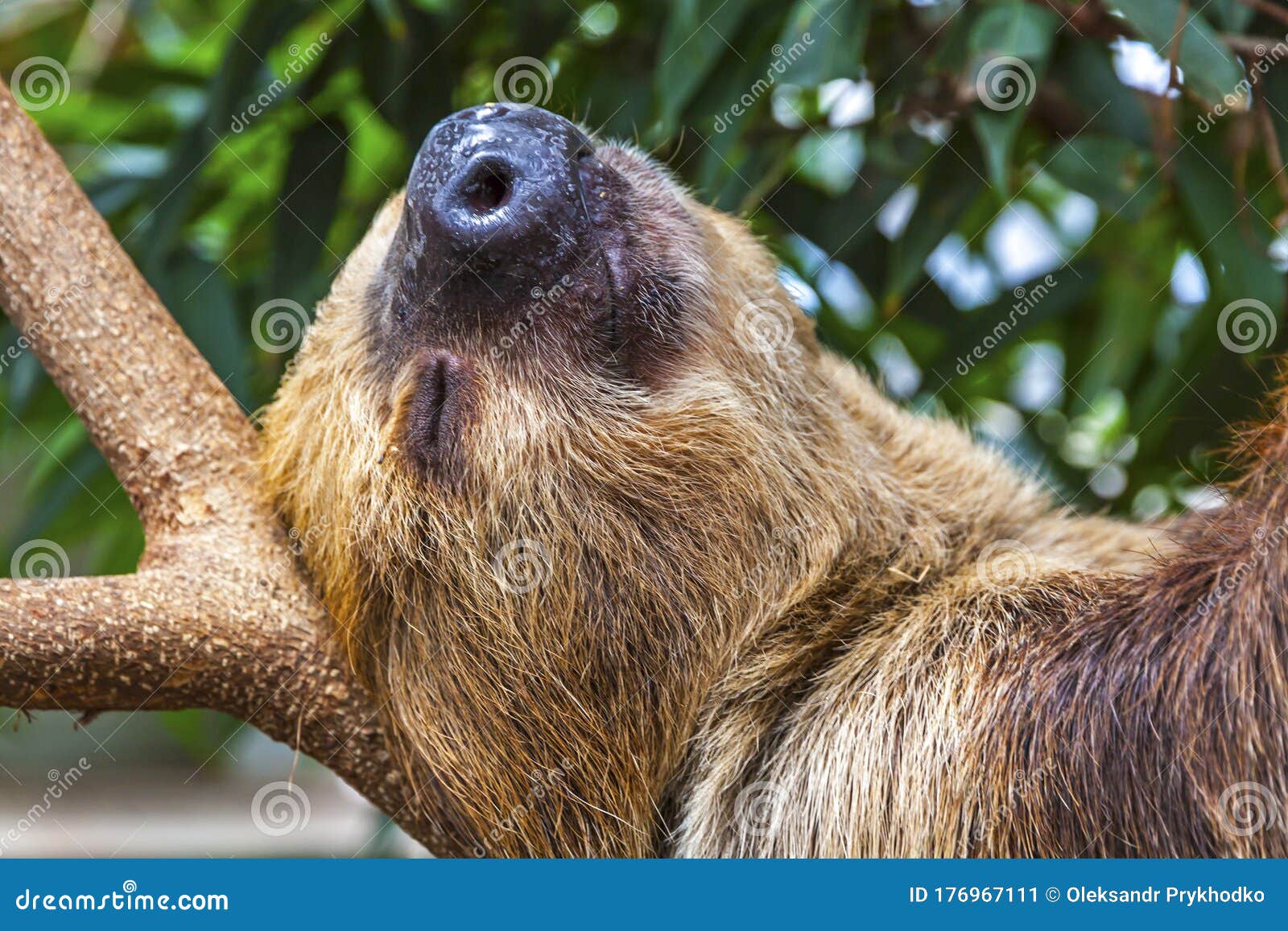 Cute Brown-throated Sloth Crawling on a Tree Stock Image - Image of ...