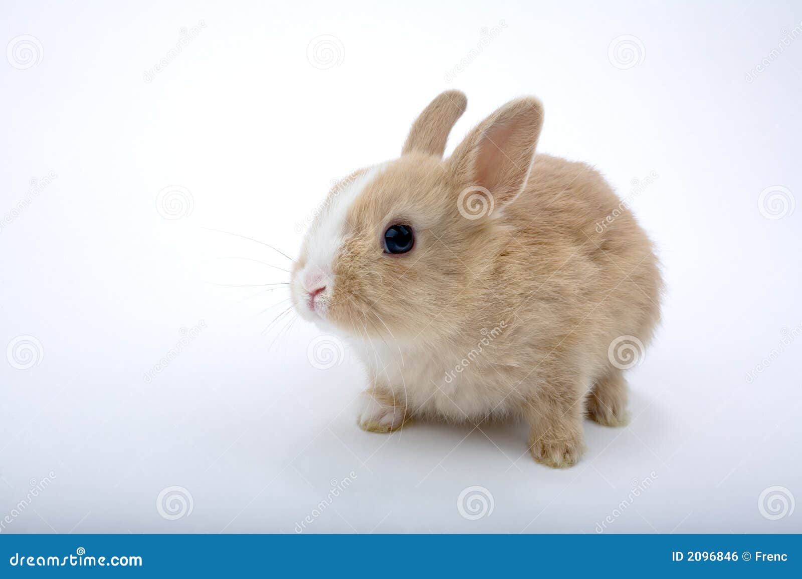 Cute Brown-white Bunny, Isolat Stock Photo - Image of breeding, live ...