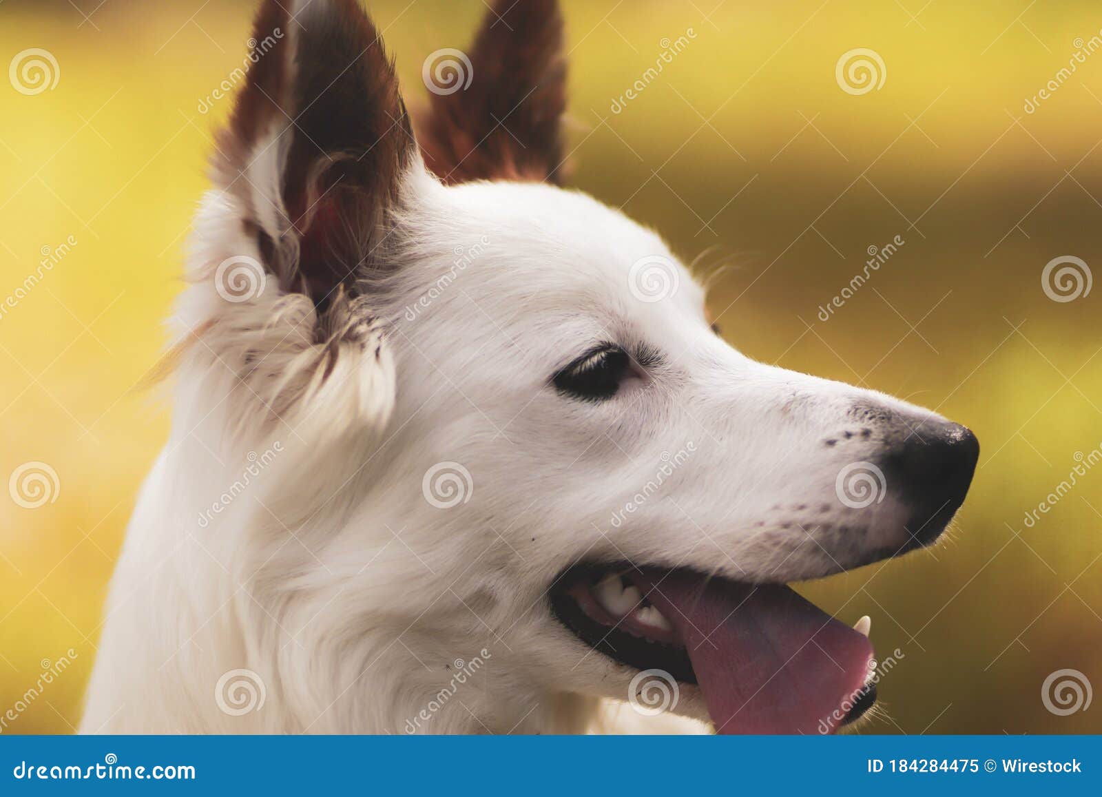 White Welsh Mountain Pony Stallion Showing Its Teeth Royalty-Free Stock ...