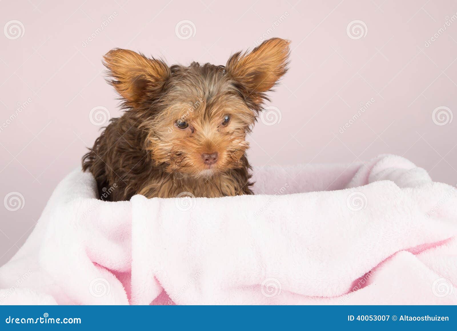 Cute Brown Yorkshire Terrier in a Bed of Pink Blanket Against so Stock ...