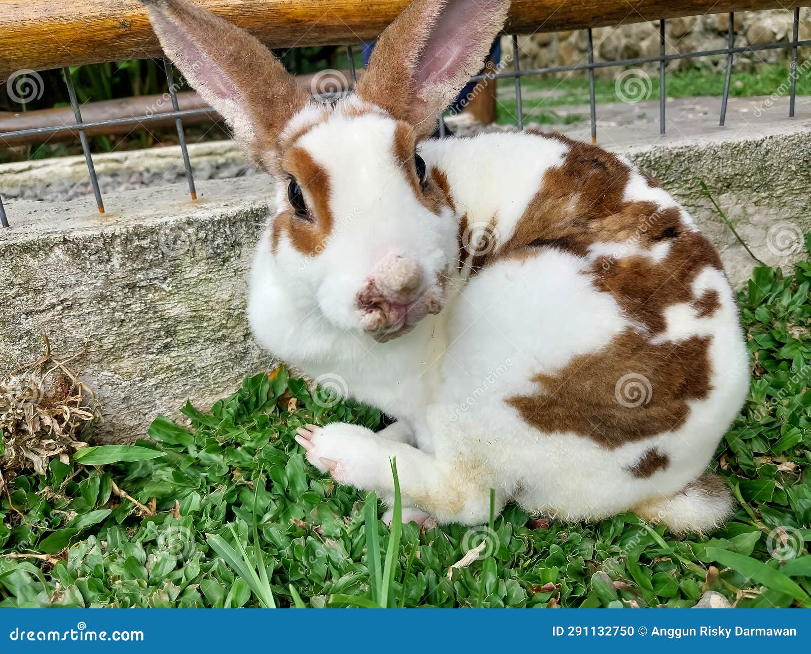 Cute Brownish White Rabbit Inside a Mini Zoo Stock Photo - Image of ...