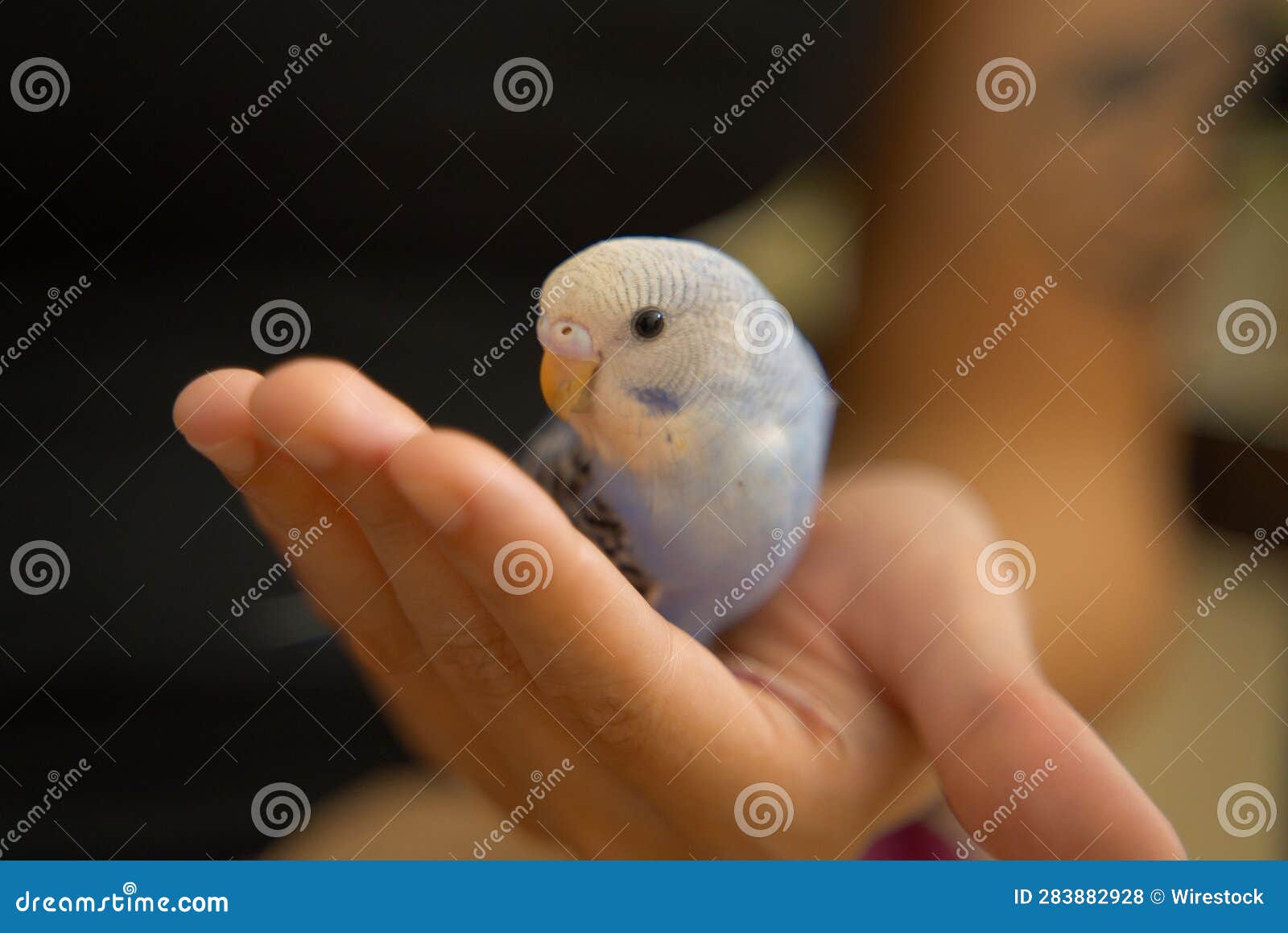 Cute Budgerigar in a Human Hand. Stock Photo - Image of budgie, curious ...