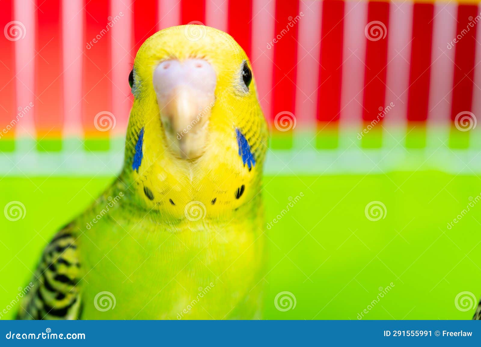 Cute Budgerigar Looking at the Camera Stock Image - Image of bright ...