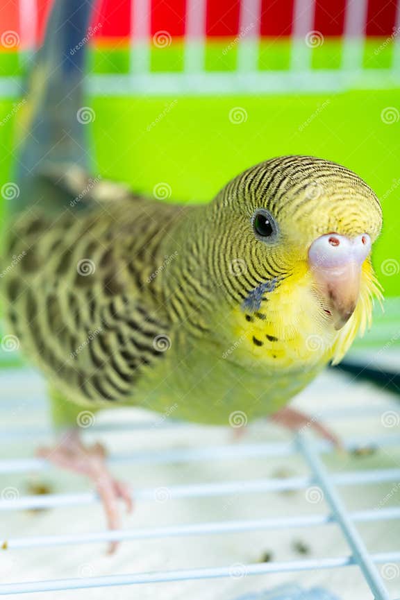 Cute Budgerigar Looking at the Camera Vertical Composition Stock Image ...