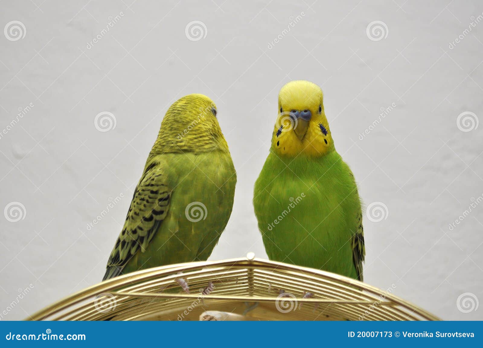 Cute budgerigars stock image. Image of bell, cage, color - 20007173
