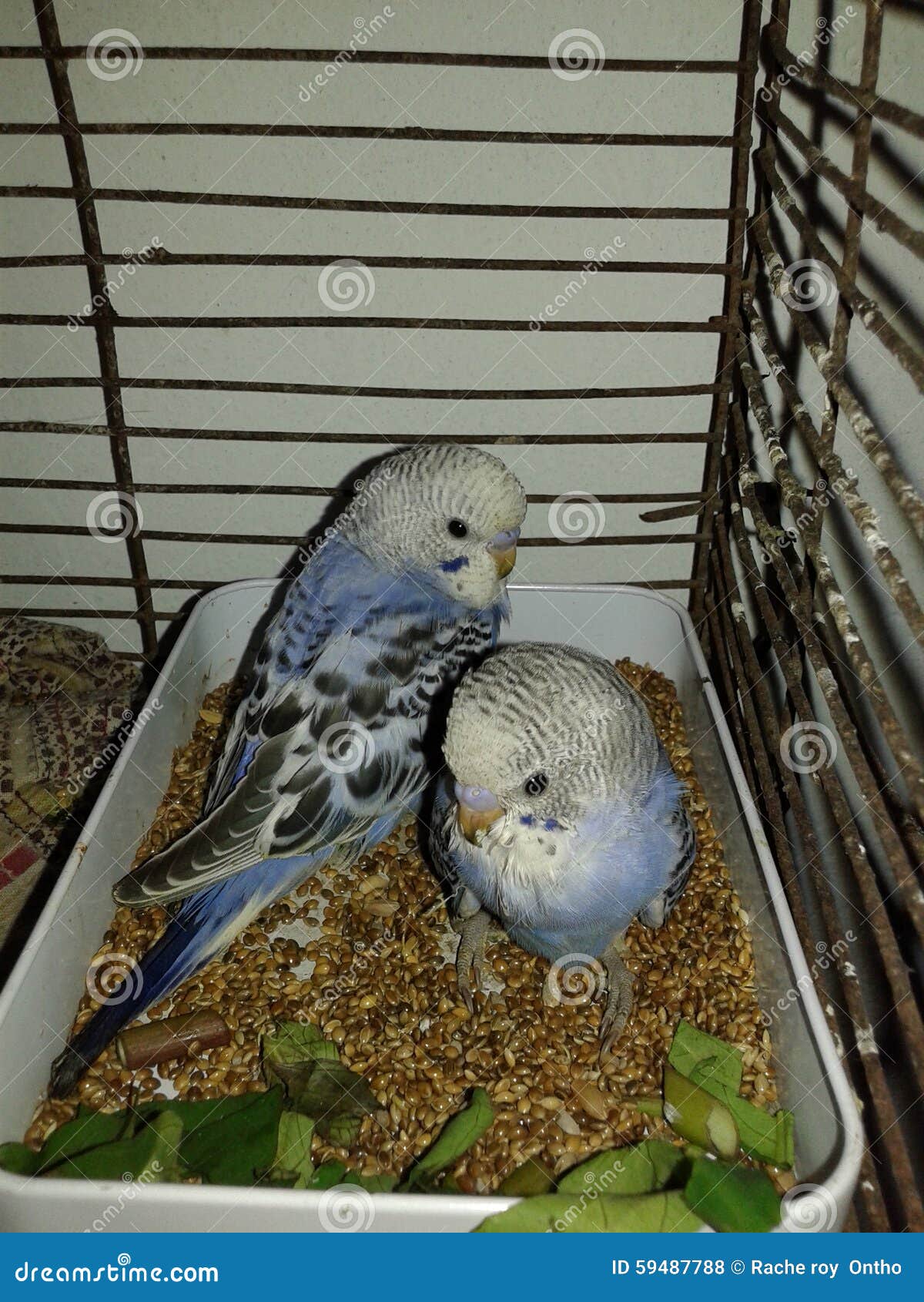 Cute budgi stock photo. Image of little, lovely, guys - 59487788