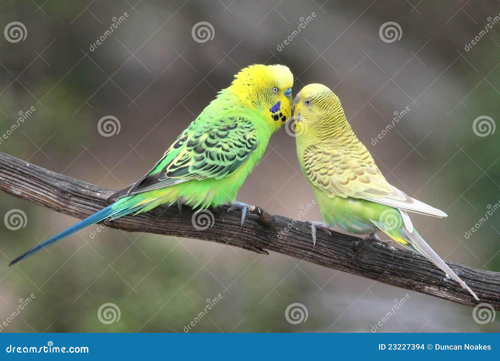 Cute Budgie Pair stock photo. Image of perch, blue, beak - 23227394