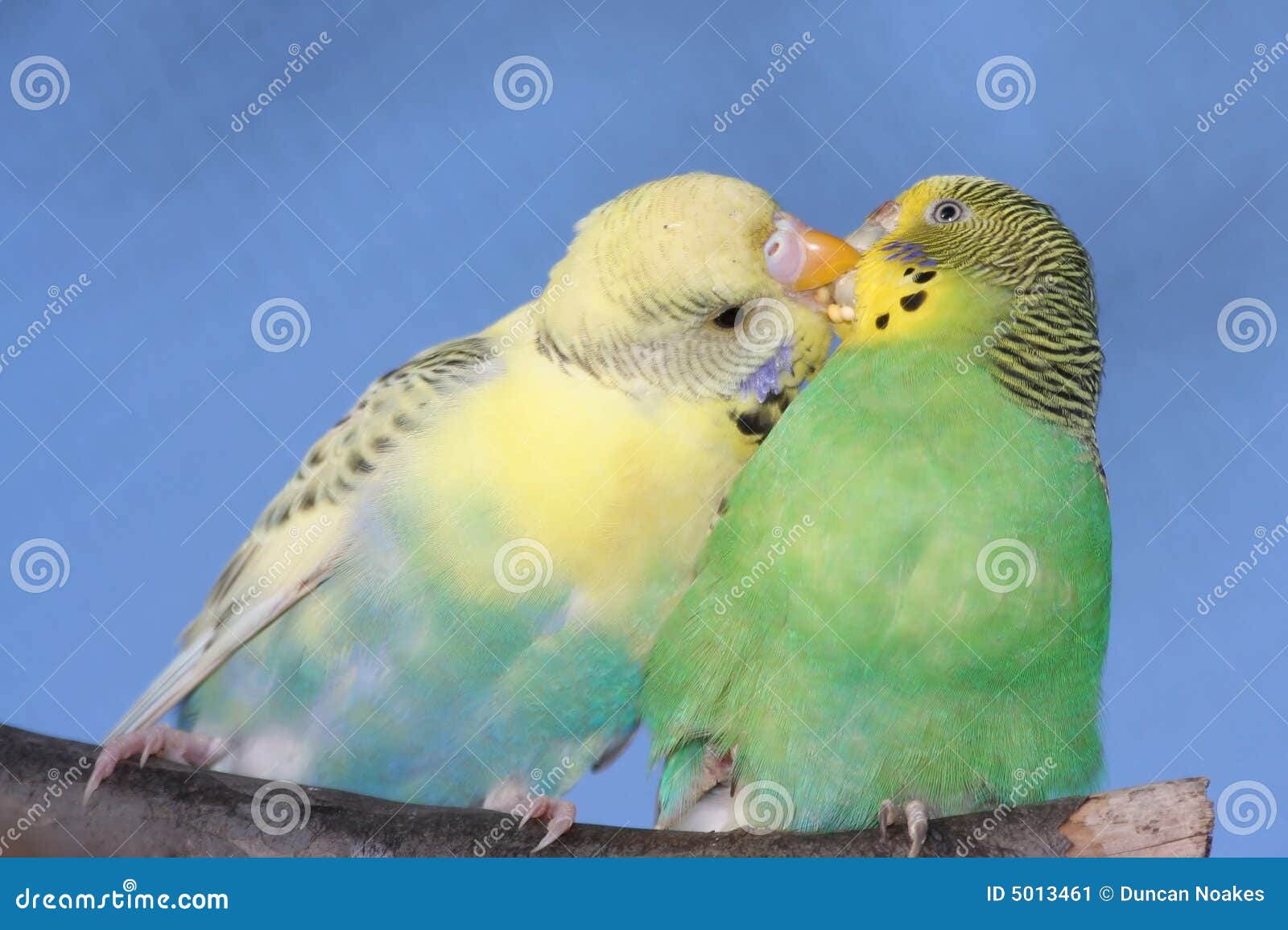 Cute Budgie Pair stock image. Image of breeding, colorful - 5013461