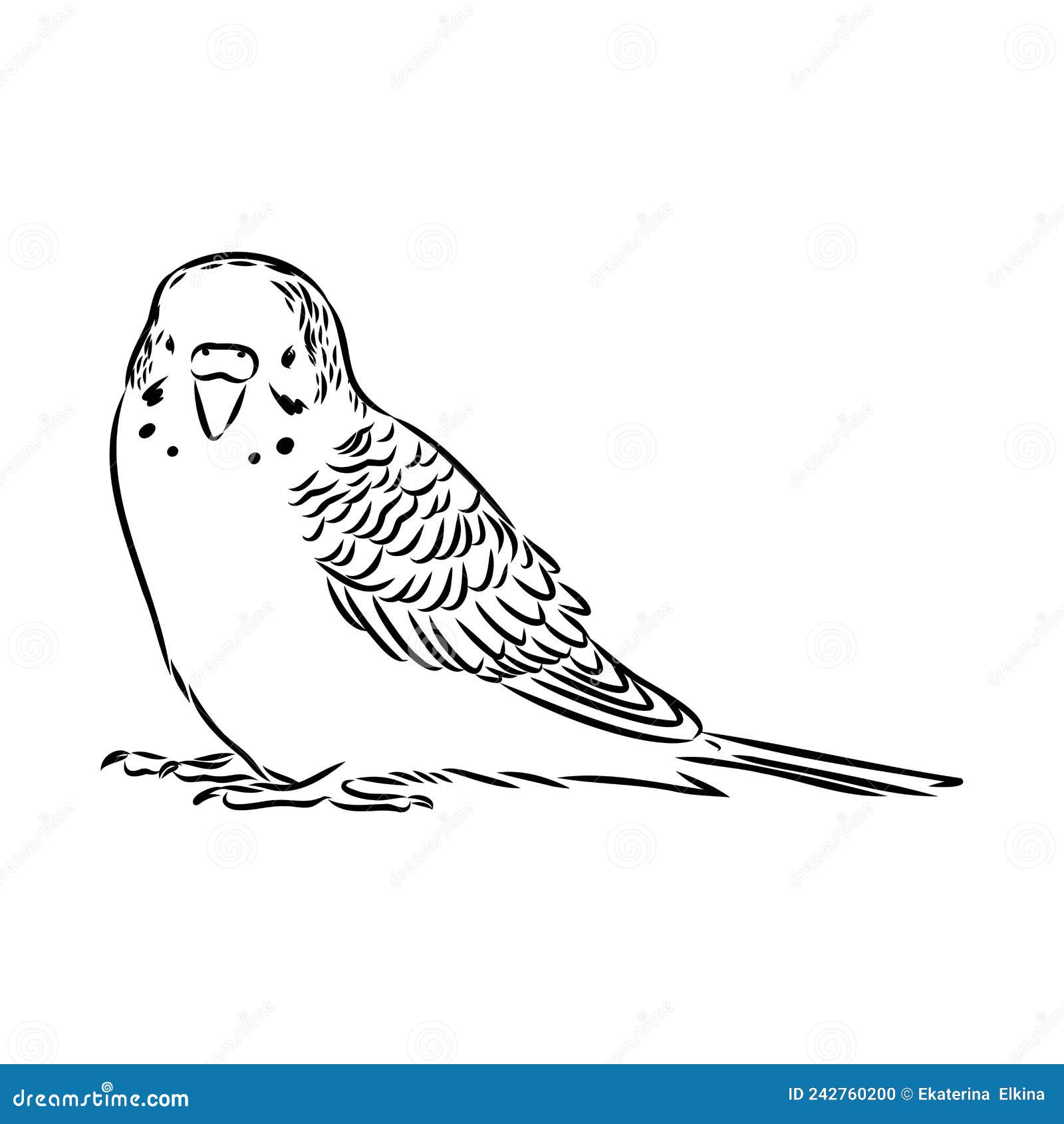 A Cute Budgie Sits on a Perch. Vector Sketch Illustration for Design ...