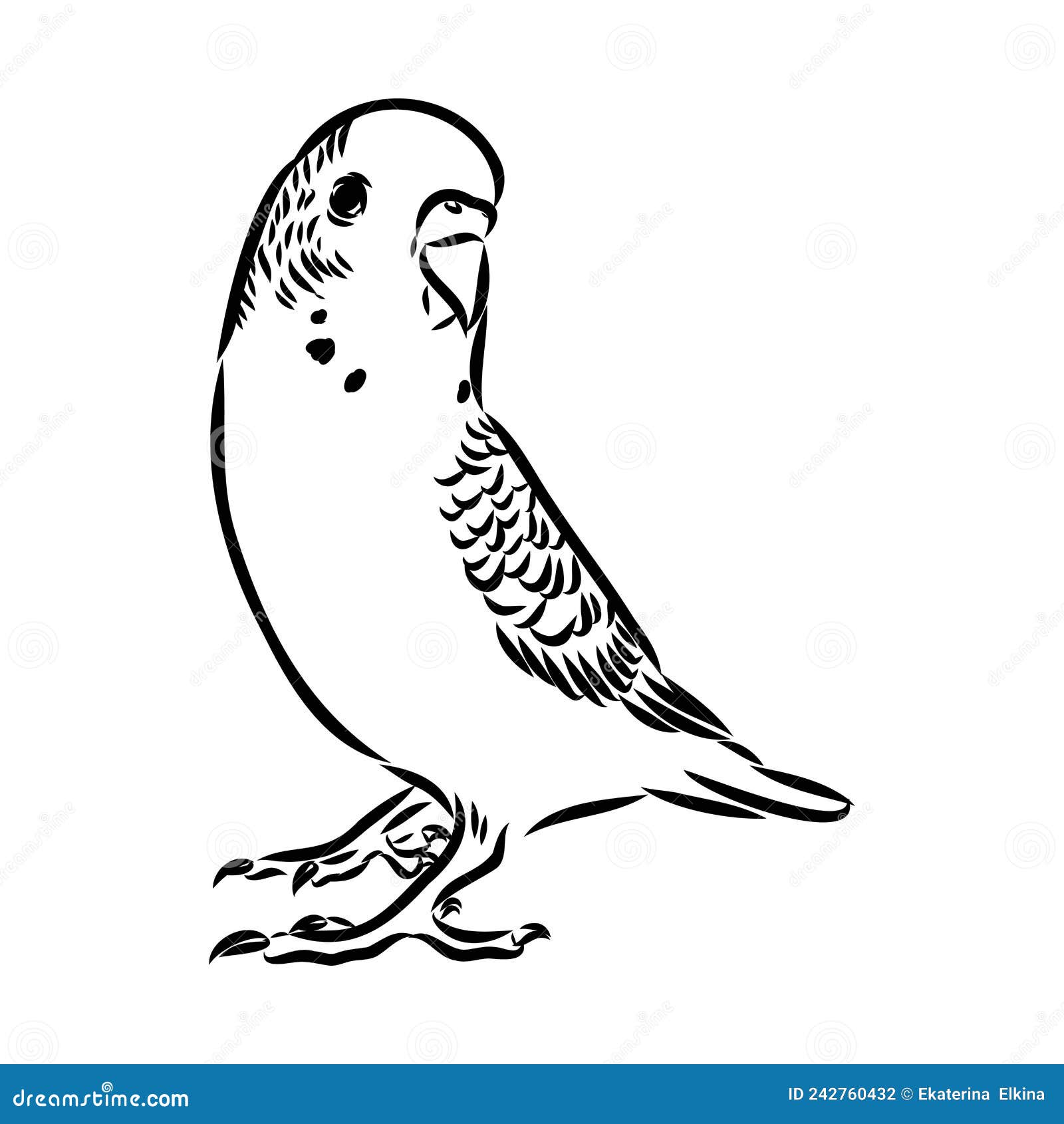 A Cute Budgie Sits on a Perch. Vector Sketch Illustration for Design ...