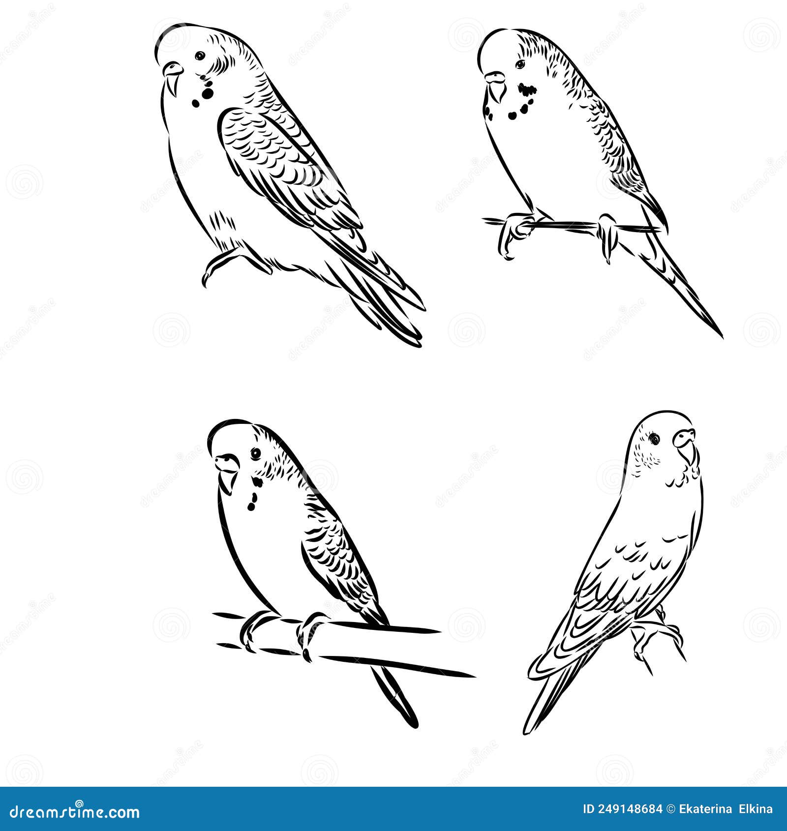 A Cute Budgie Sits on a Perch. Vector Sketch Illustration for Design ...