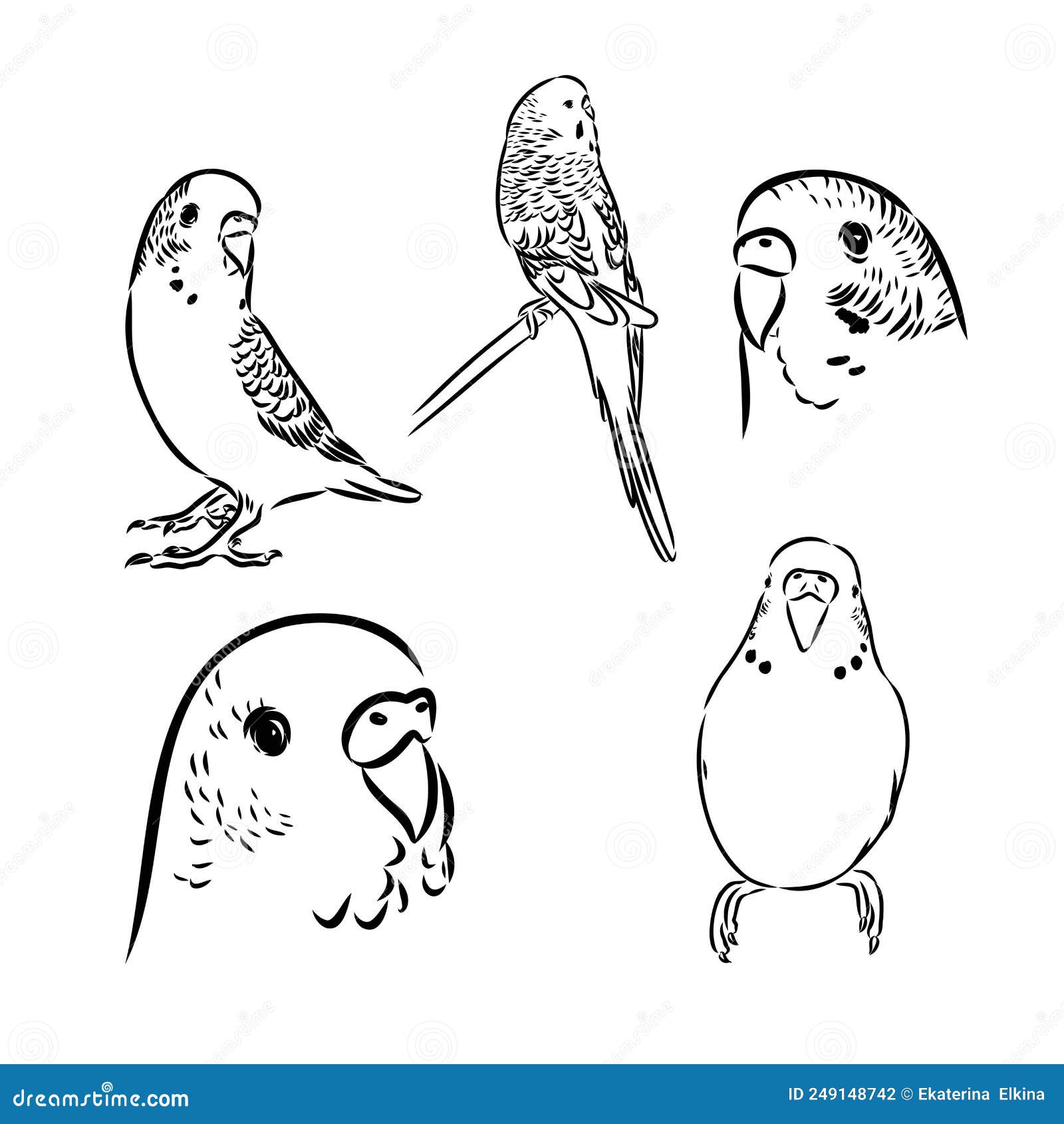 A Cute Budgie Sits on a Perch. Vector Sketch Illustration for Design ...