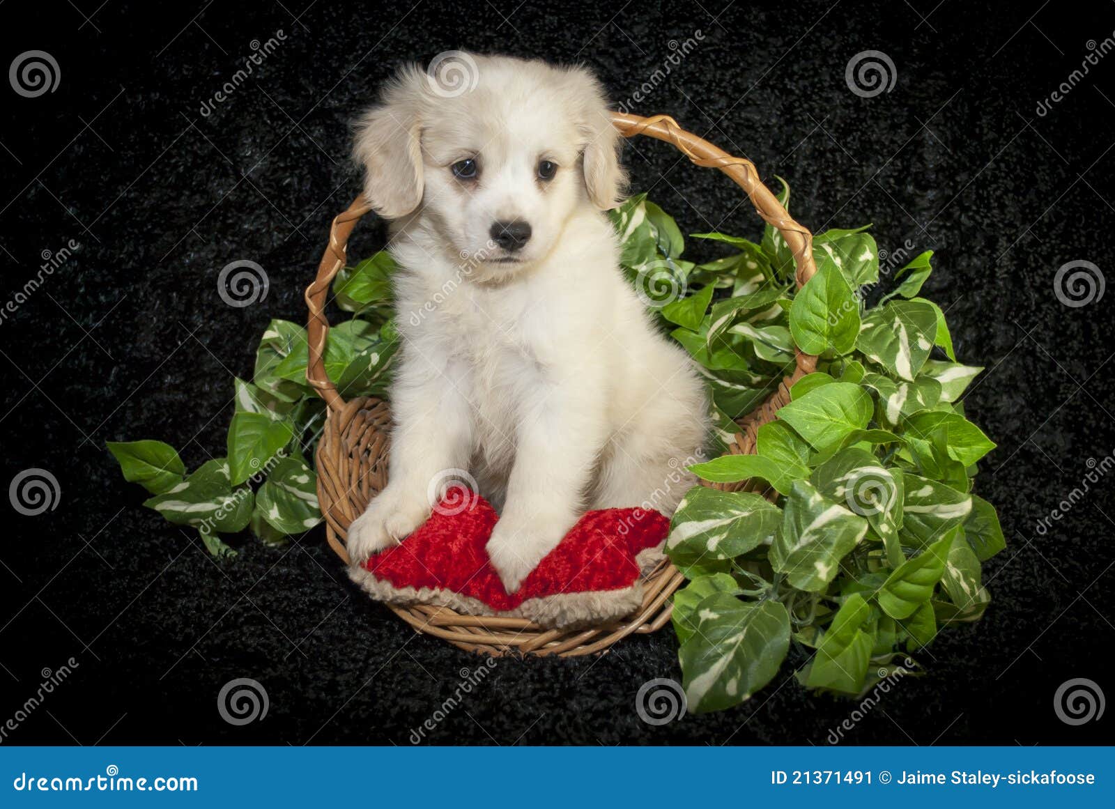 Cute Buff Puppy stock image. Image of affectionate, leaf - 21371491
