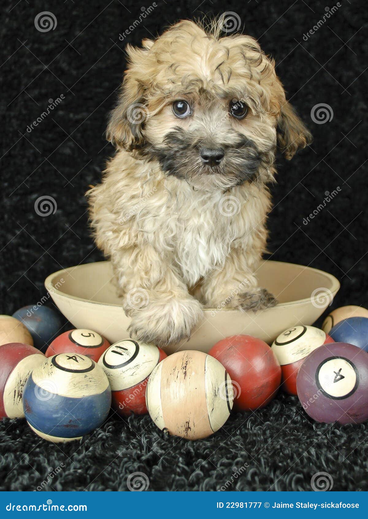 Cute Buff Puppy stock image. Image of canine, cute, facial - 22981777