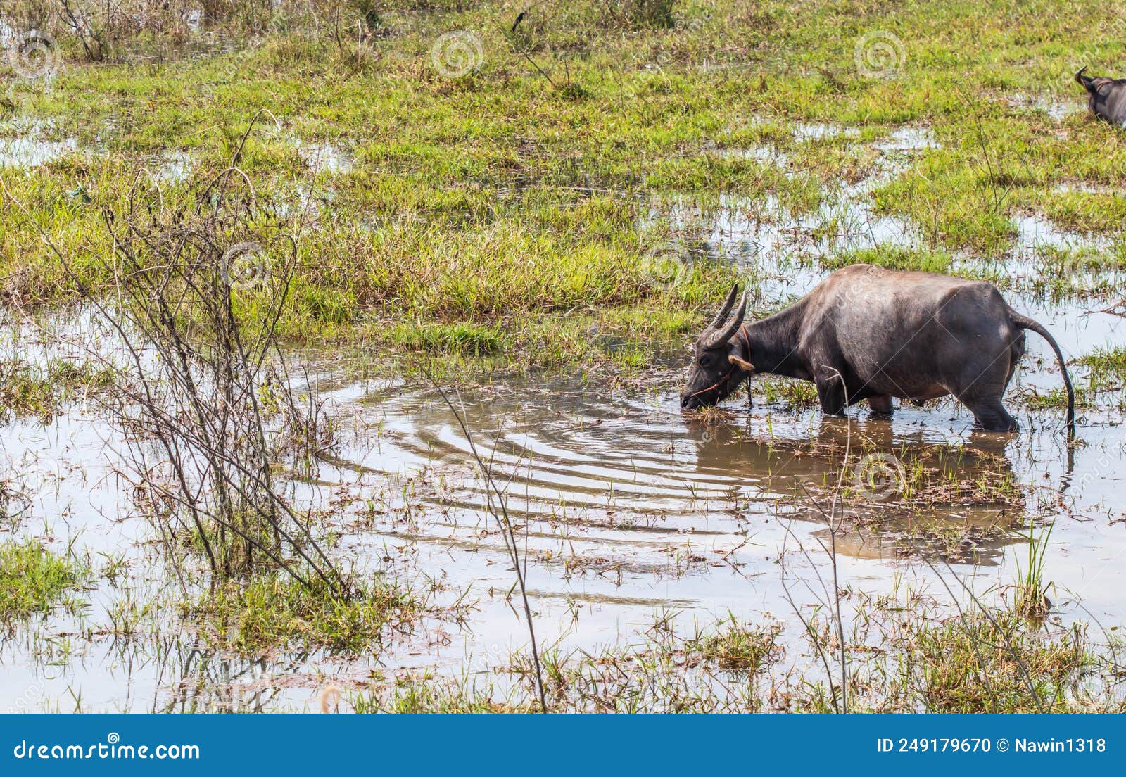 Cute buffalow in the pond stock photo. Image of farming - 249179670