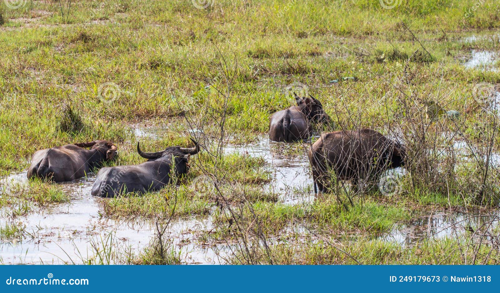 Cute buffalow in the pond stock image. Image of farming - 249179673