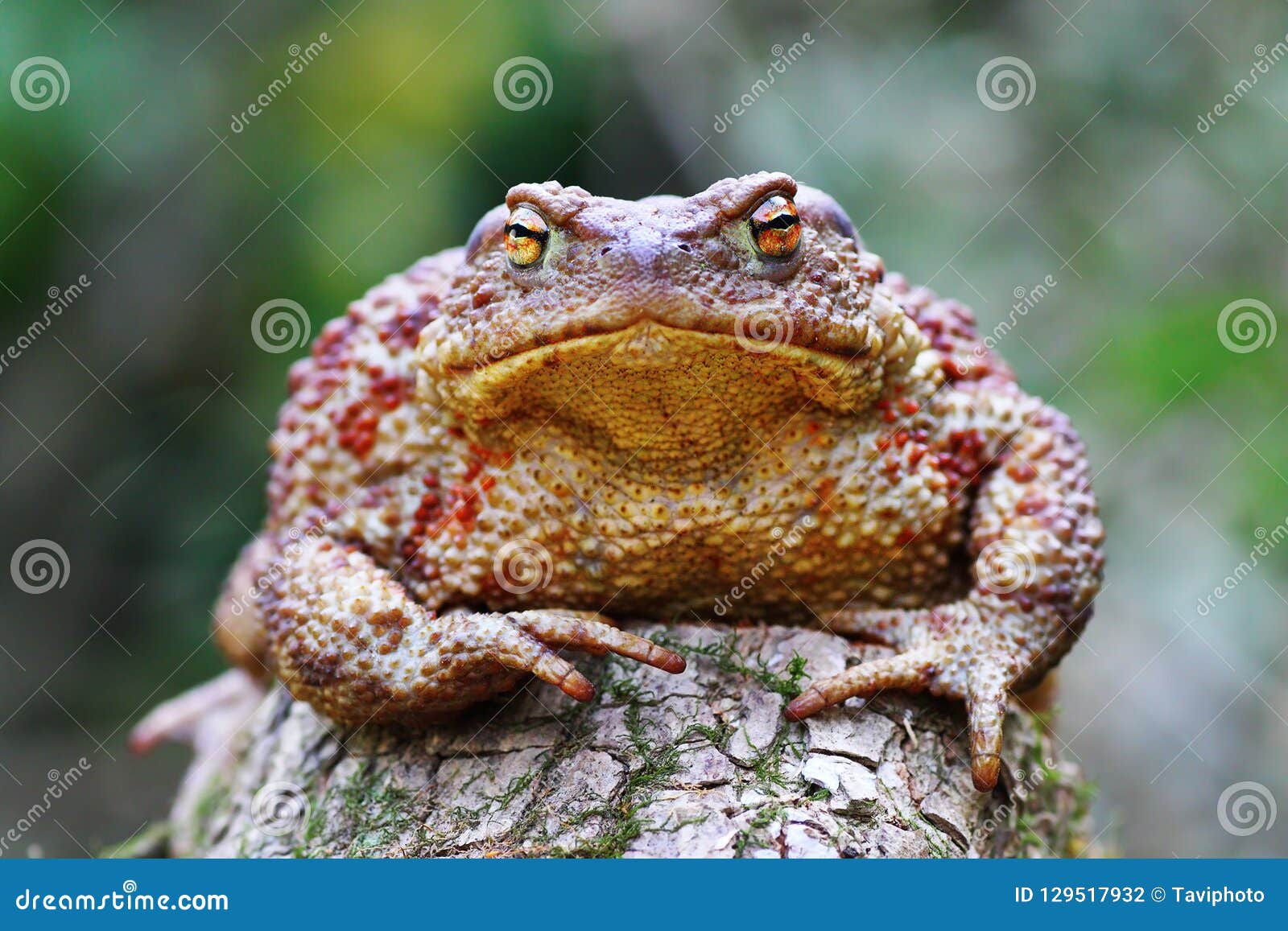 Common brown toad stock photo. Image of closeup, nature - 129517932